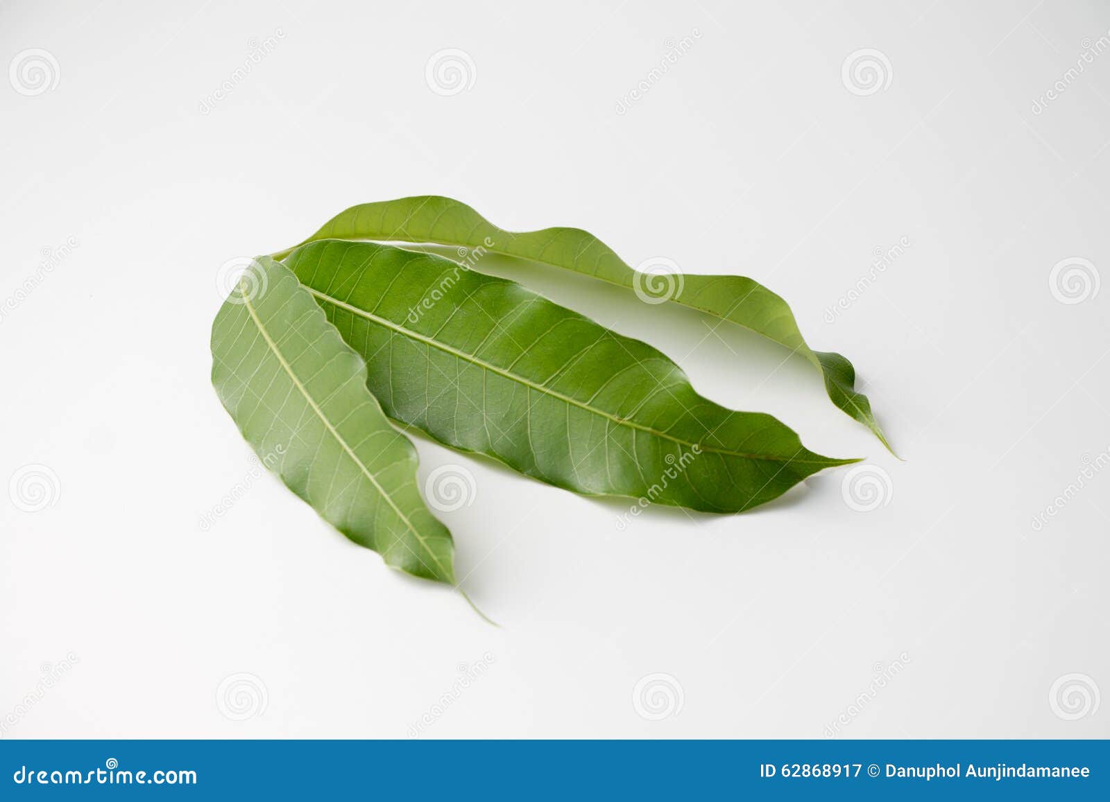Mango leaves stock image. Image of herbs, texture, spring - 62868917