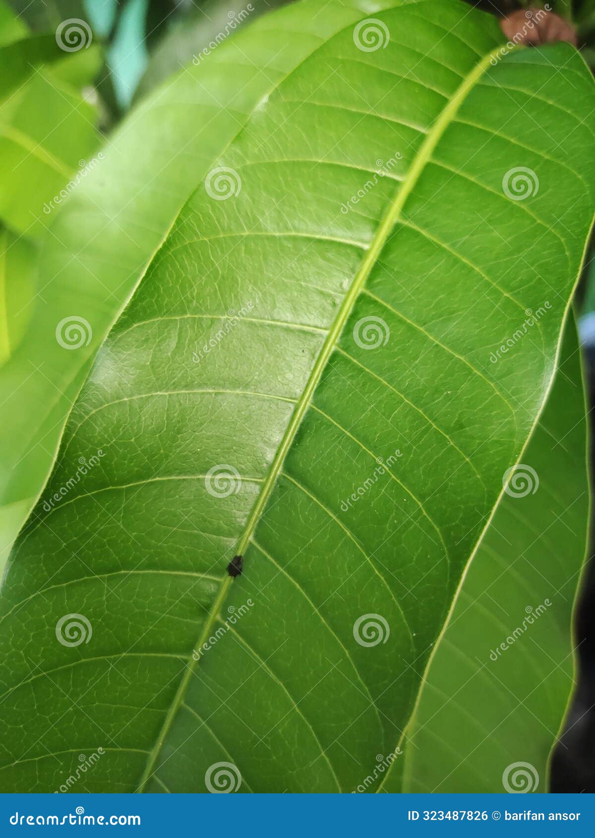 Mango Leaves Have Interesting Lines Stock Photo - Image of green ...