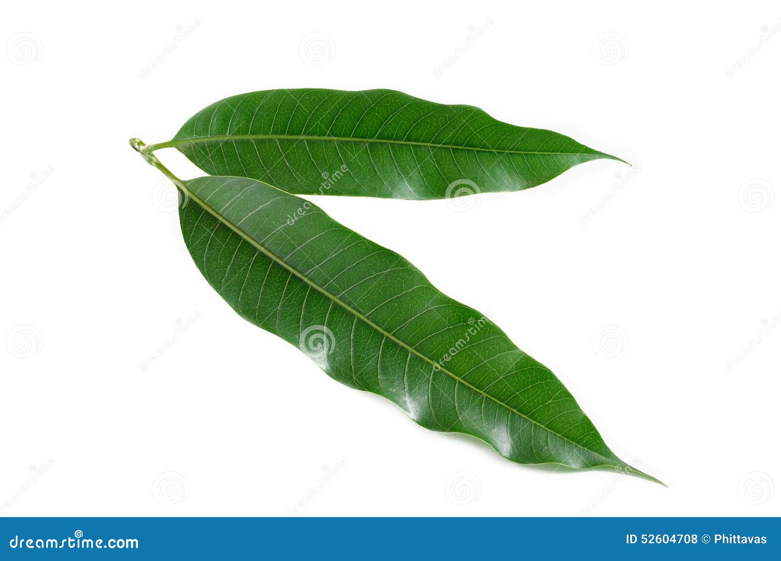 Mango Leaves Isolate on White Stock Photo - Image of botanical, veins ...