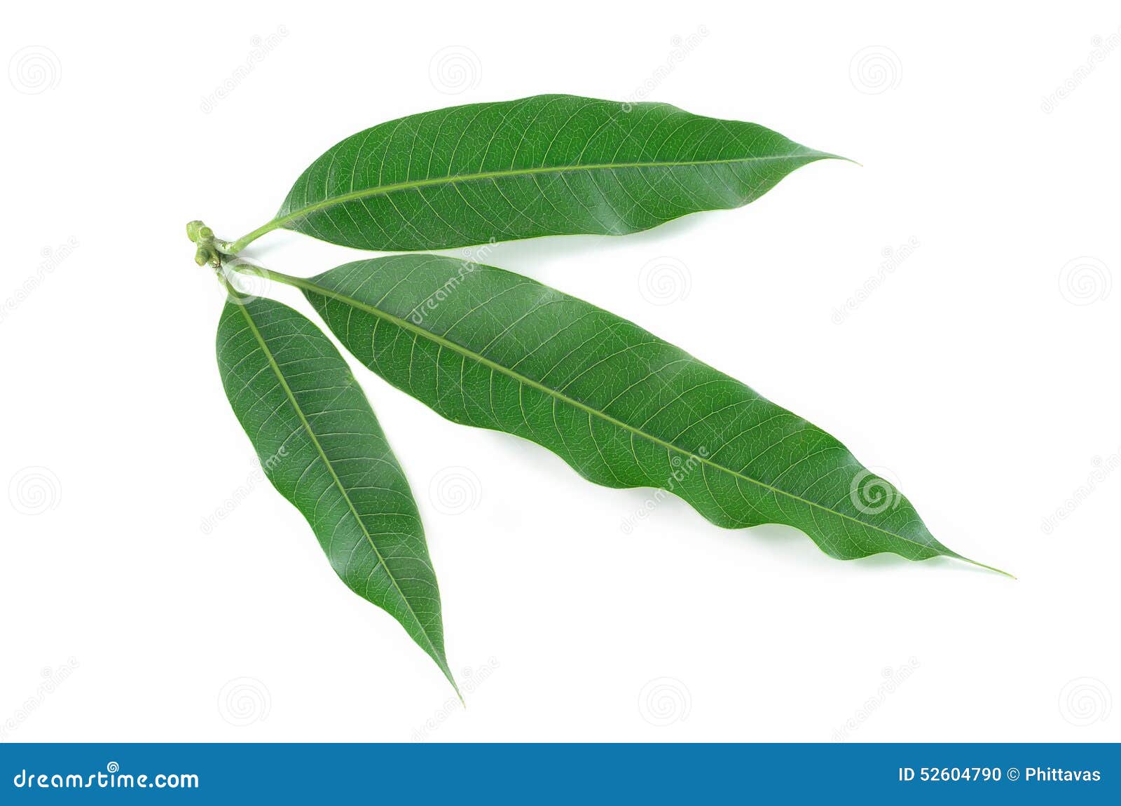 Mango Leaves Isolate on White Stock Photo - Image of background, plant ...