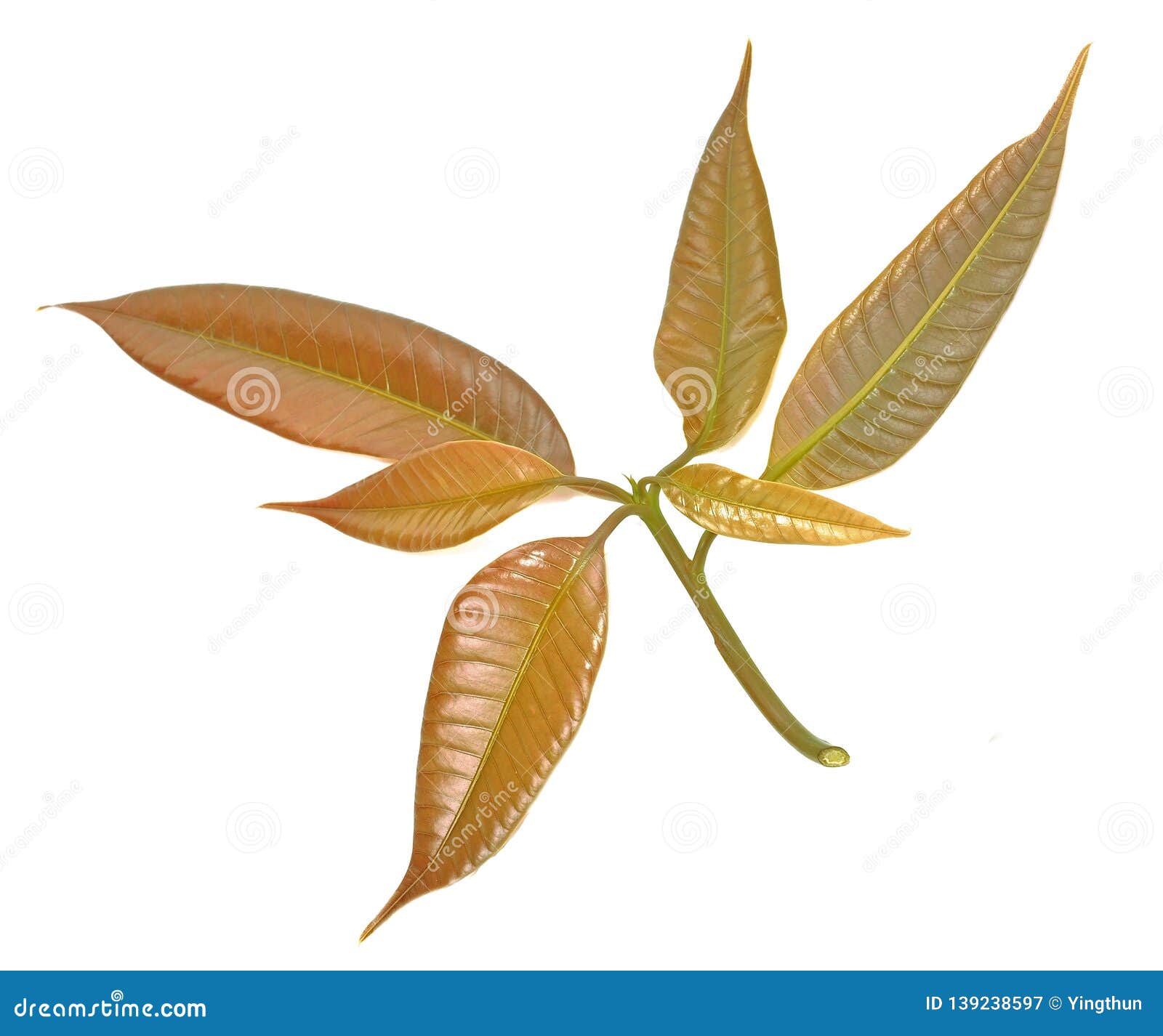 Mango Leaves on White Background Stock Image - Image of tree, fresh ...