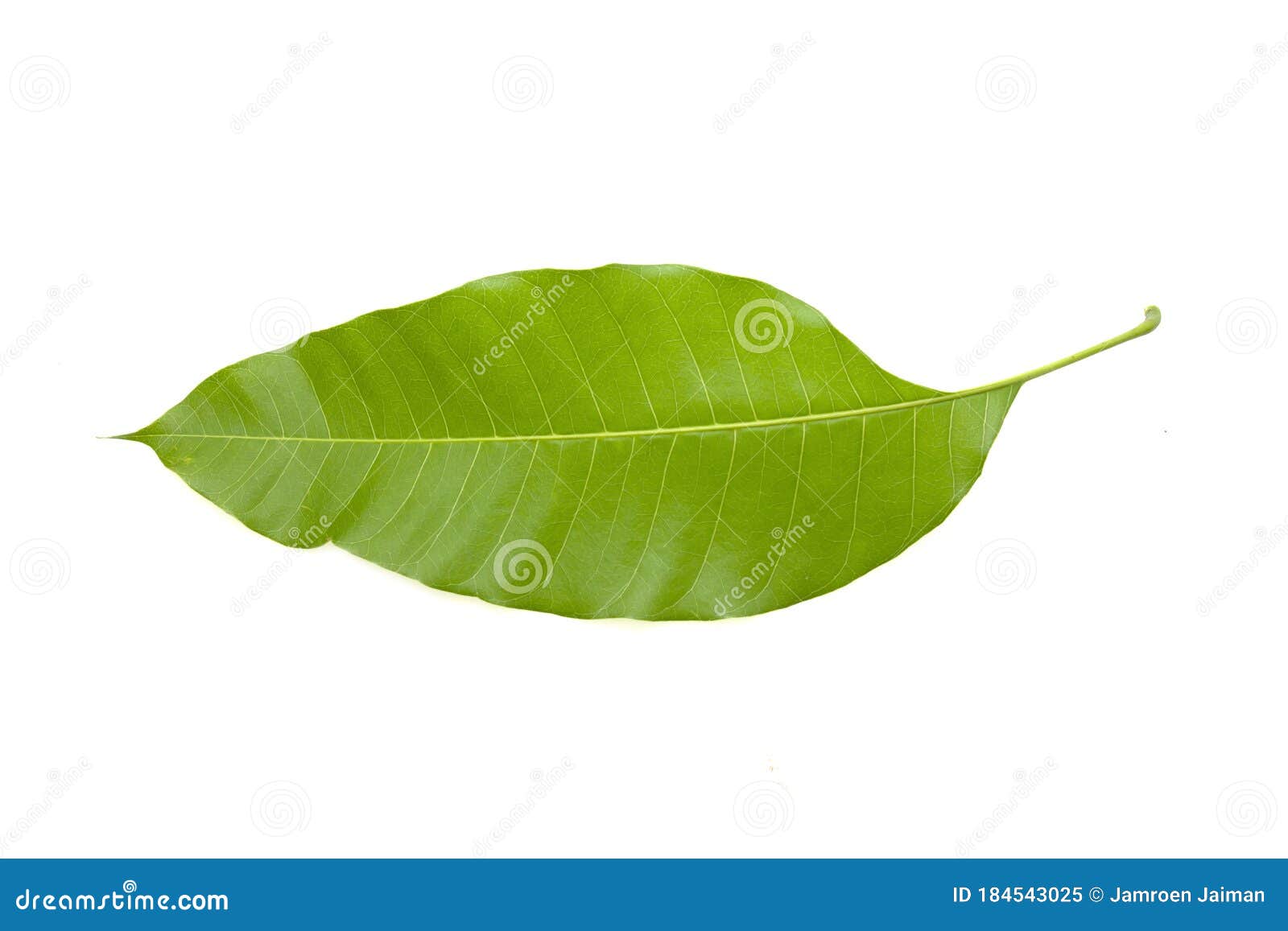 Mango Leaves Isolated on a White Background Stock Image - Image of ...