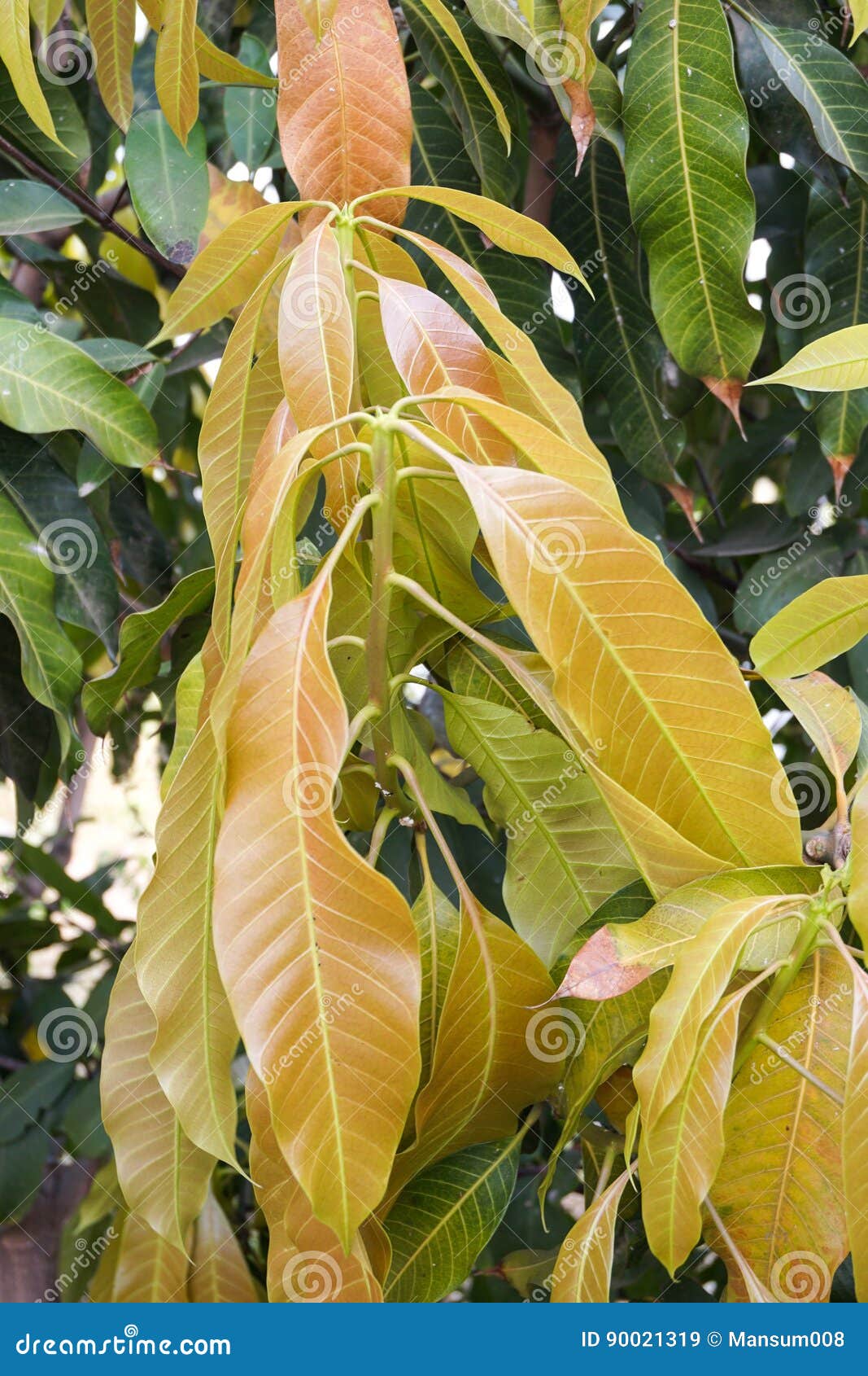 Mango leaves stock image. Image of organic, close, limb - 90021319