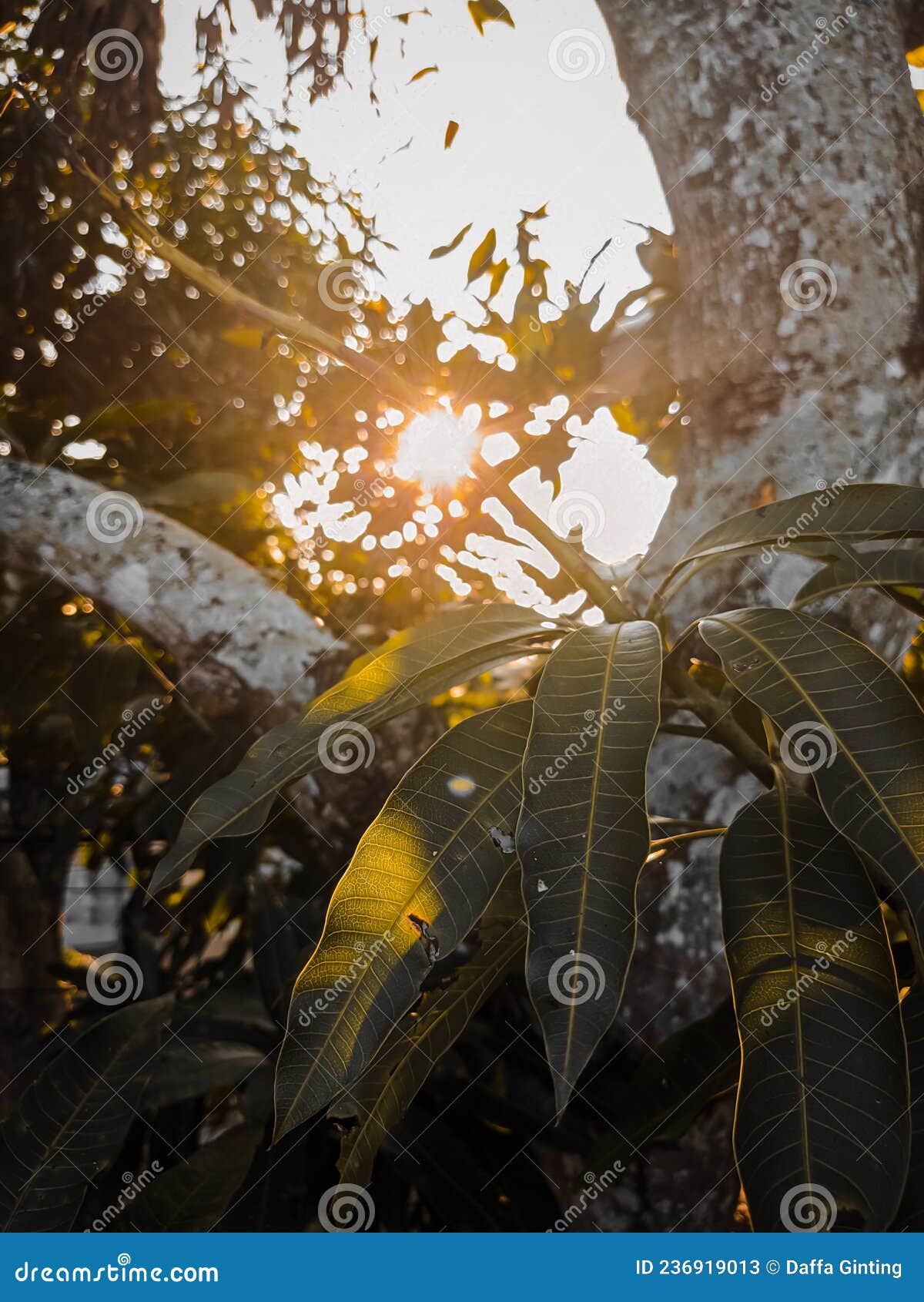 Mango Leaves in the Sun in Spring Stock Image - Image of december ...