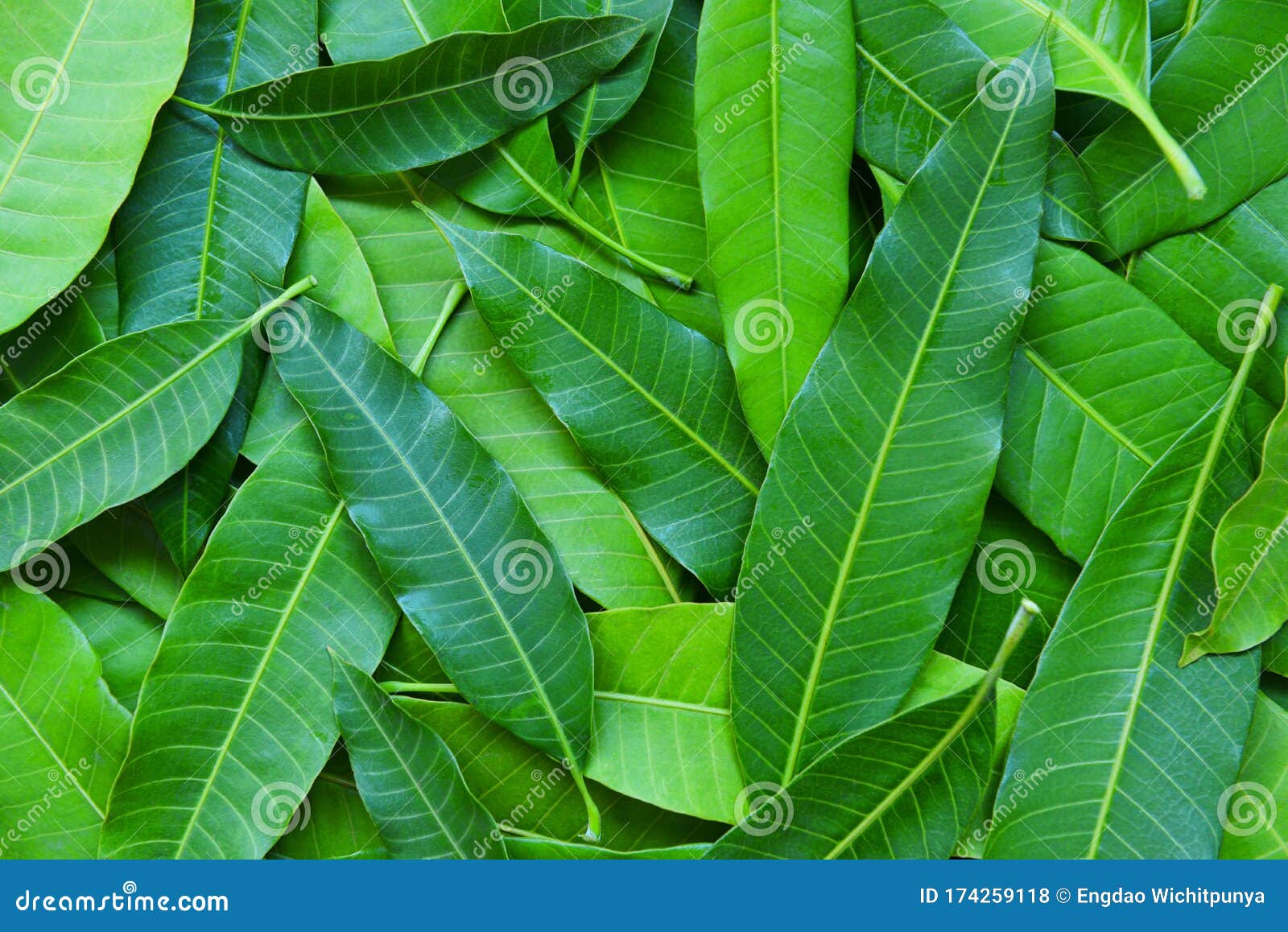 Mango Leaves from Tree , Top View - Green Seamless Mango Leaf Texture ...