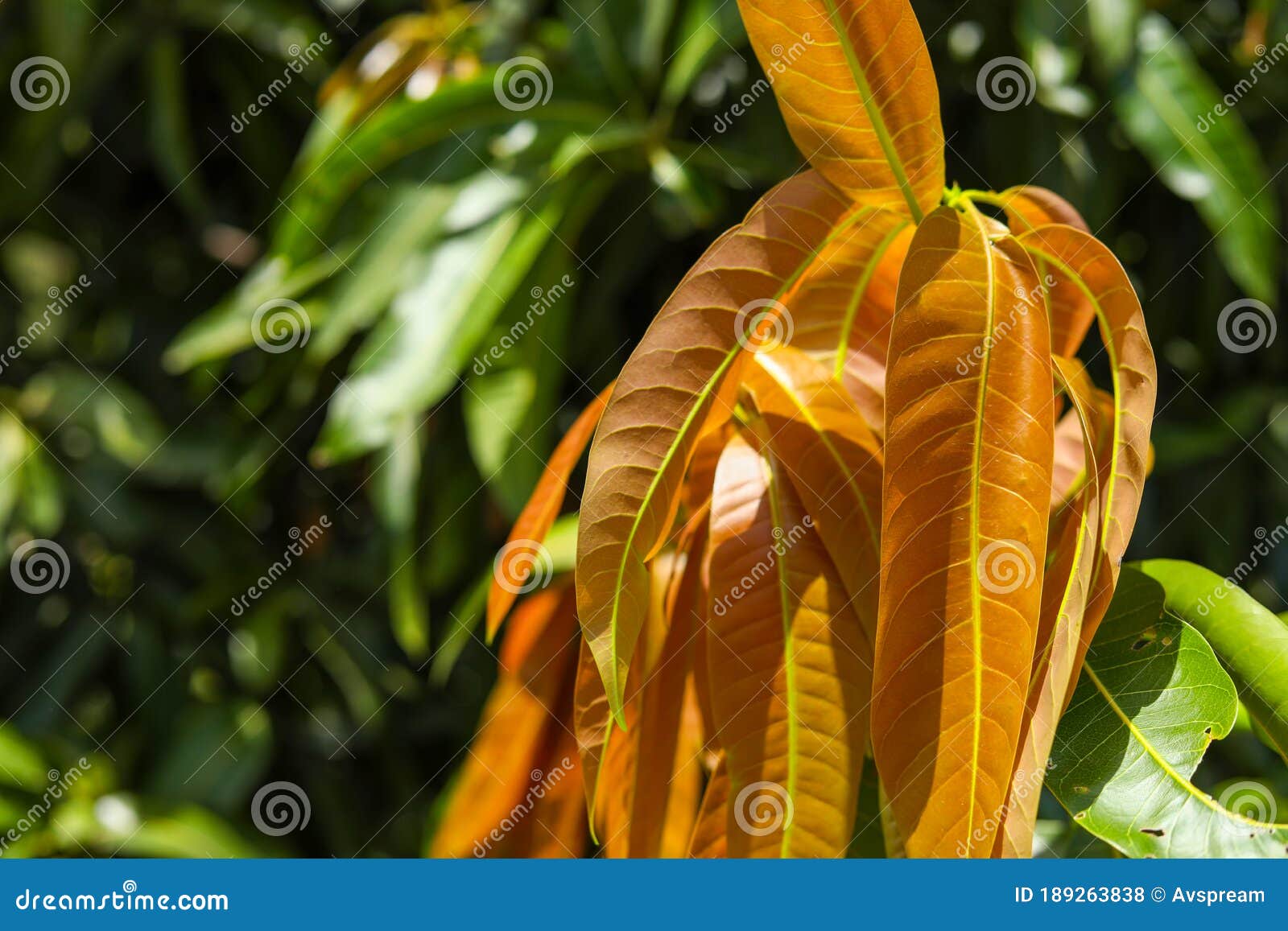 Mango Leaves on Tree in Fruit Garden Stock Photo - Image of detail ...