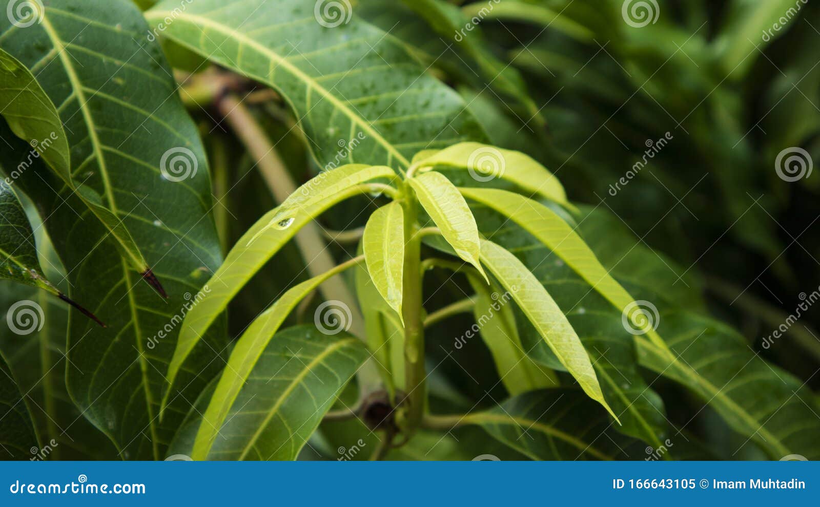 Mango Leaves with Unique Texture Signify Good Growth Stock Image ...