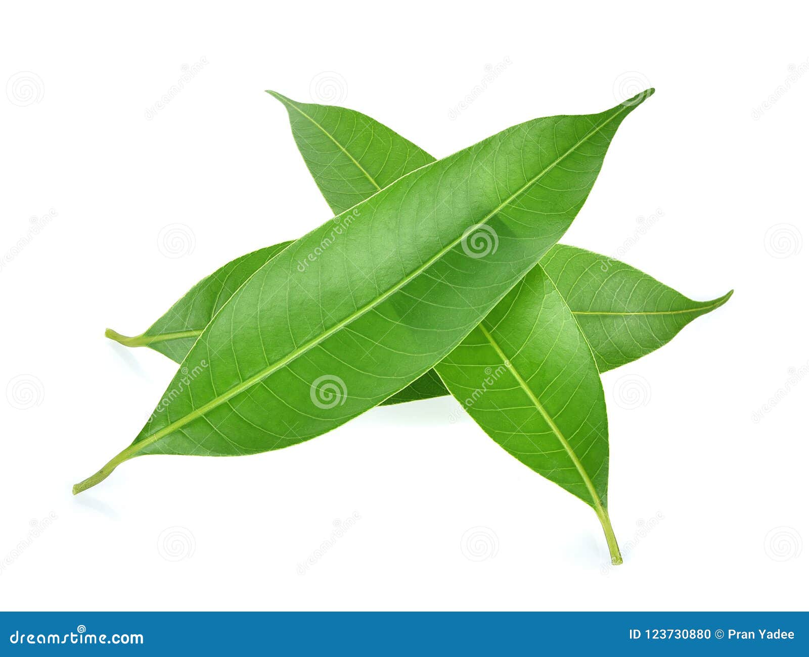 Mango Leaves on White Background Stock Photo - Image of botanical ...