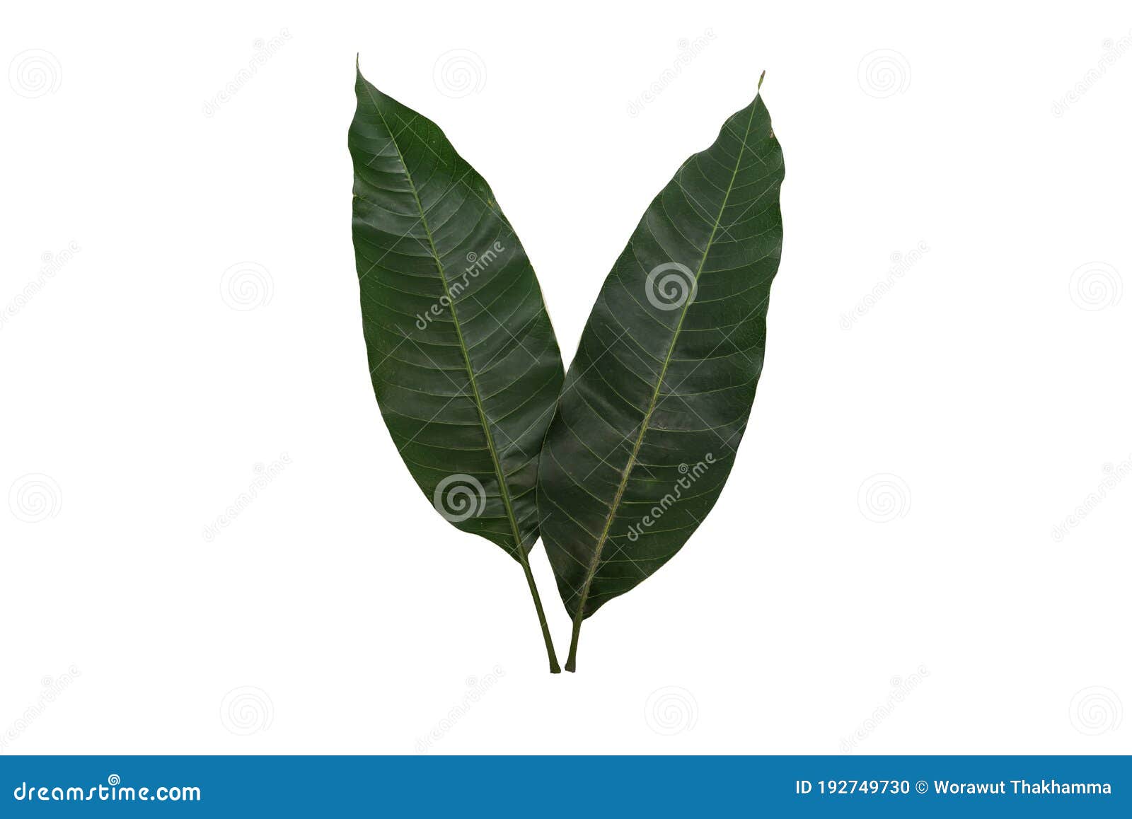 Mango Leaves on a White Background. Stock Photo - Image of leaves ...