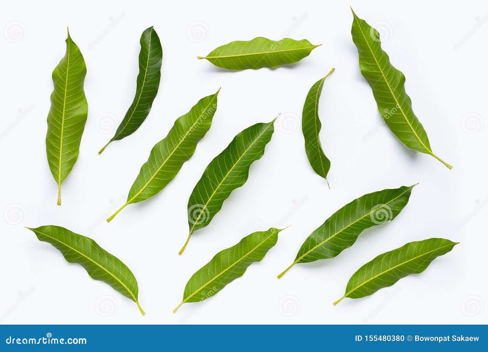 Mango Leaves on White Background Stock Photo - Image of food ...