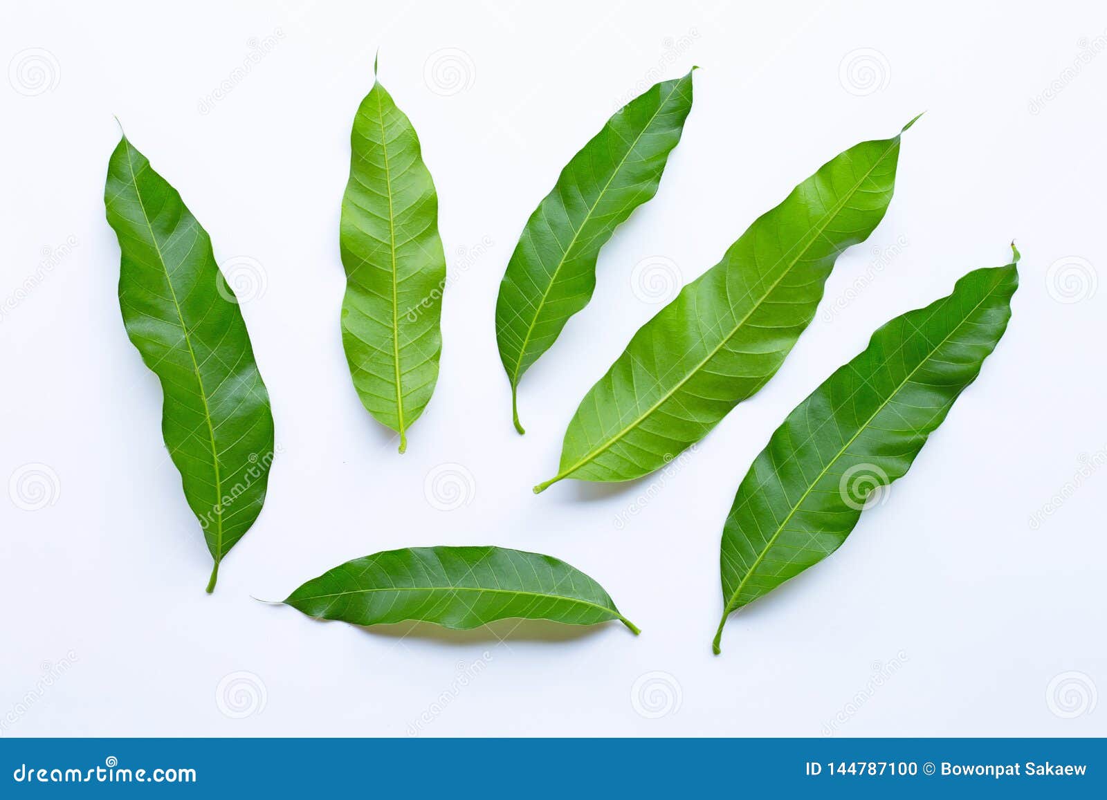 Mango Leaves on White Background Stock Photo - Image of garden ...