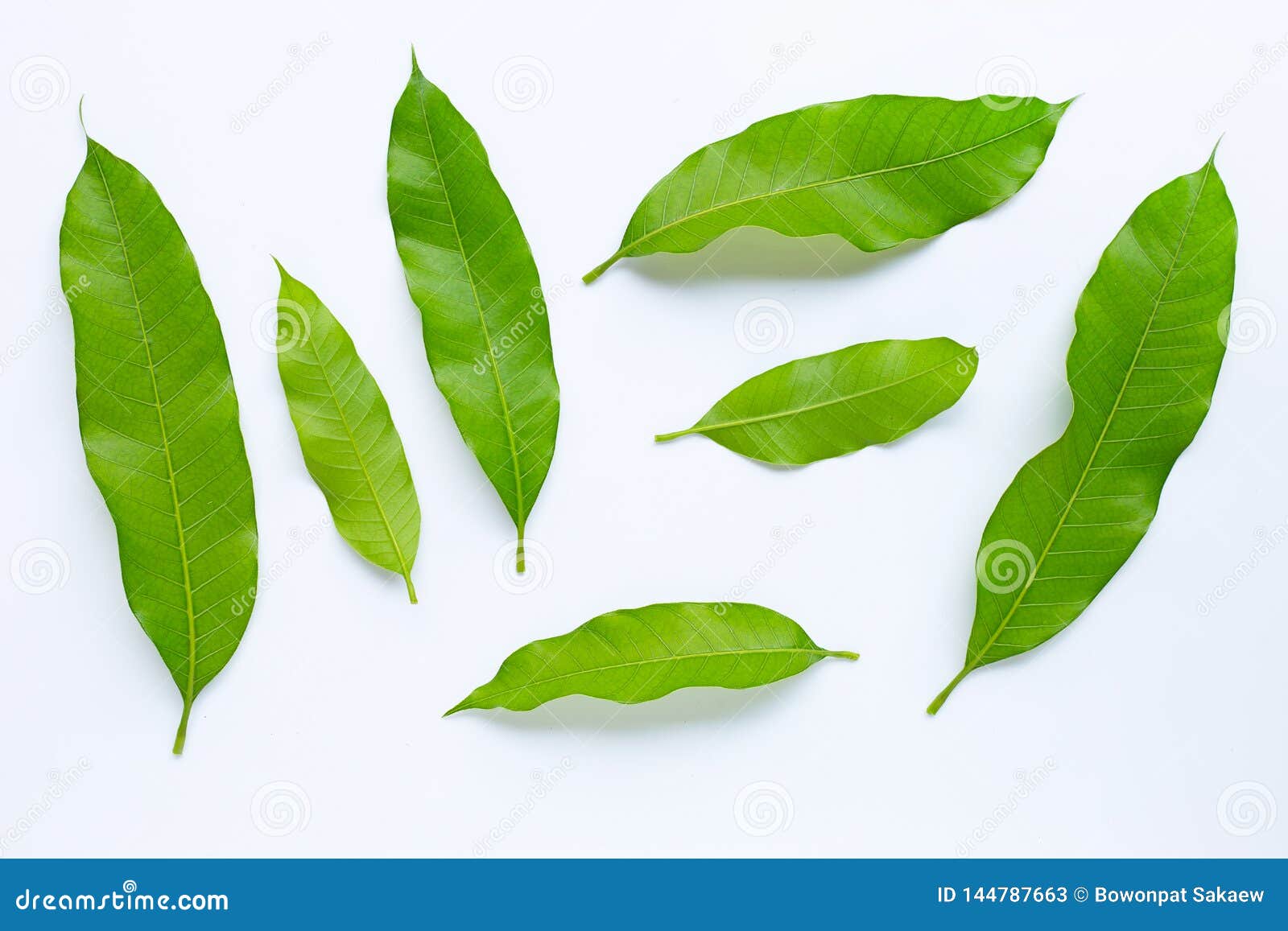 Mango Leaves on White Background Stock Image - Image of closeup ...