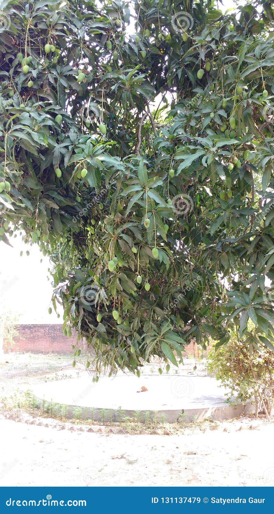 Mango stock image. Image of mangoes, looking, nice, yummy - 131137479