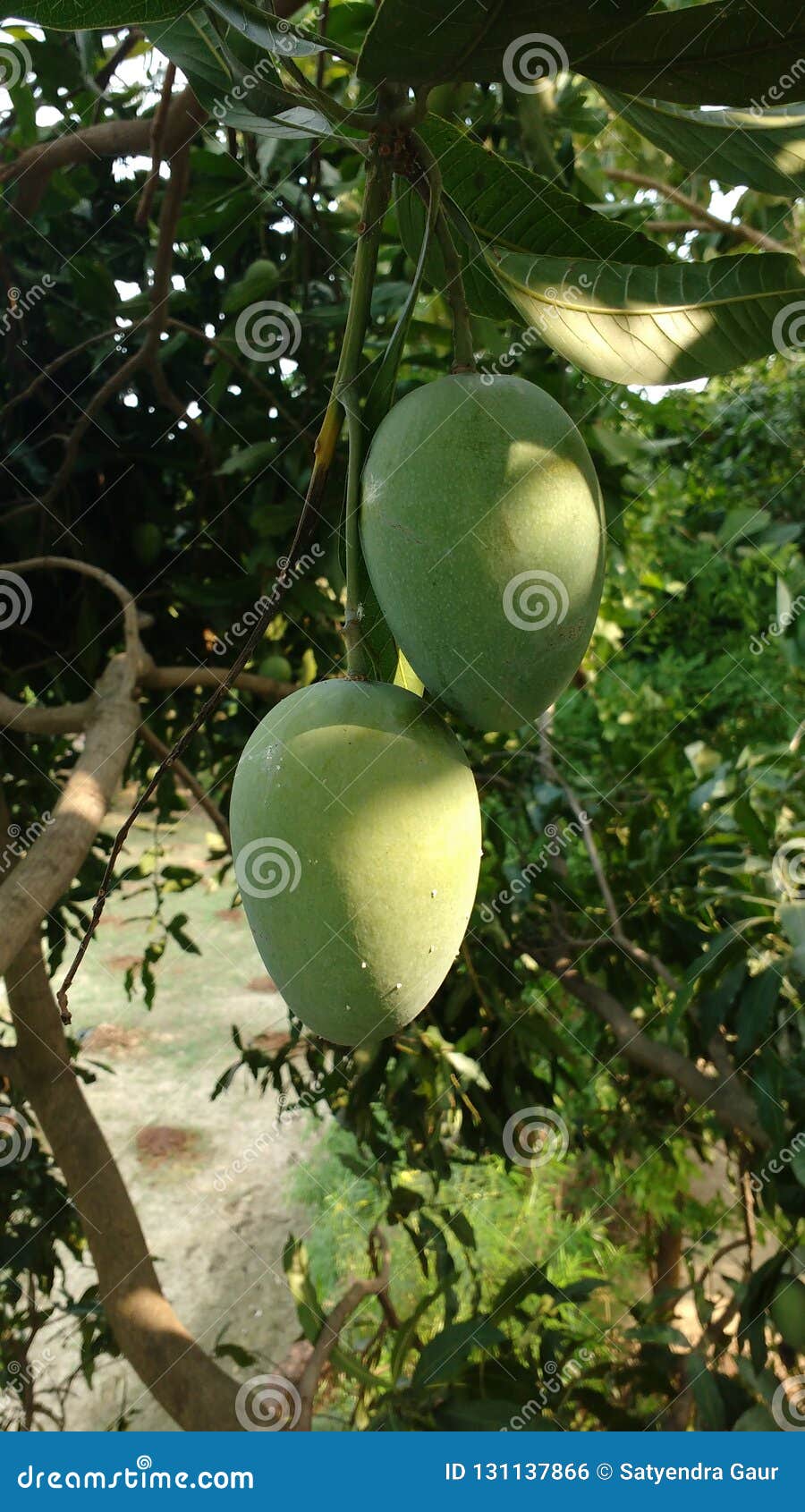 Mango stock photo. Image of mango, mangoes, looking - 131137866