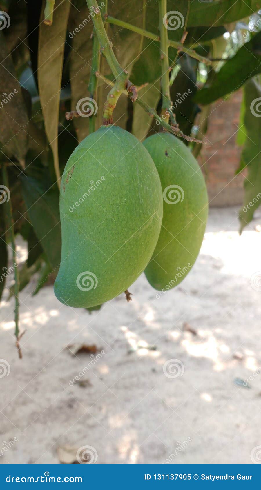 Mango stock image. Image of mangoes, nice, mango, yummy - 131137905