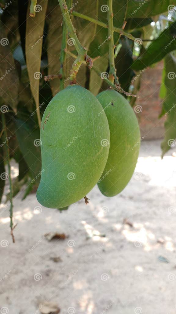 Mango stock image. Image of mangoes, nice, mango, yummy - 131137905