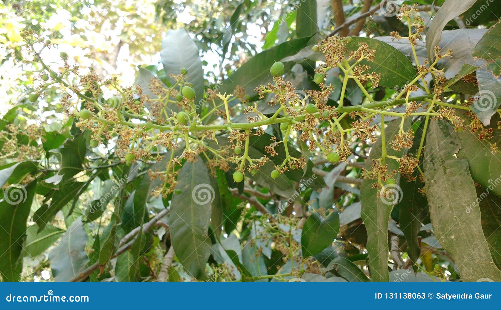 Mango stock image. Image of nice, mangoes, yummy, mango - 131138063