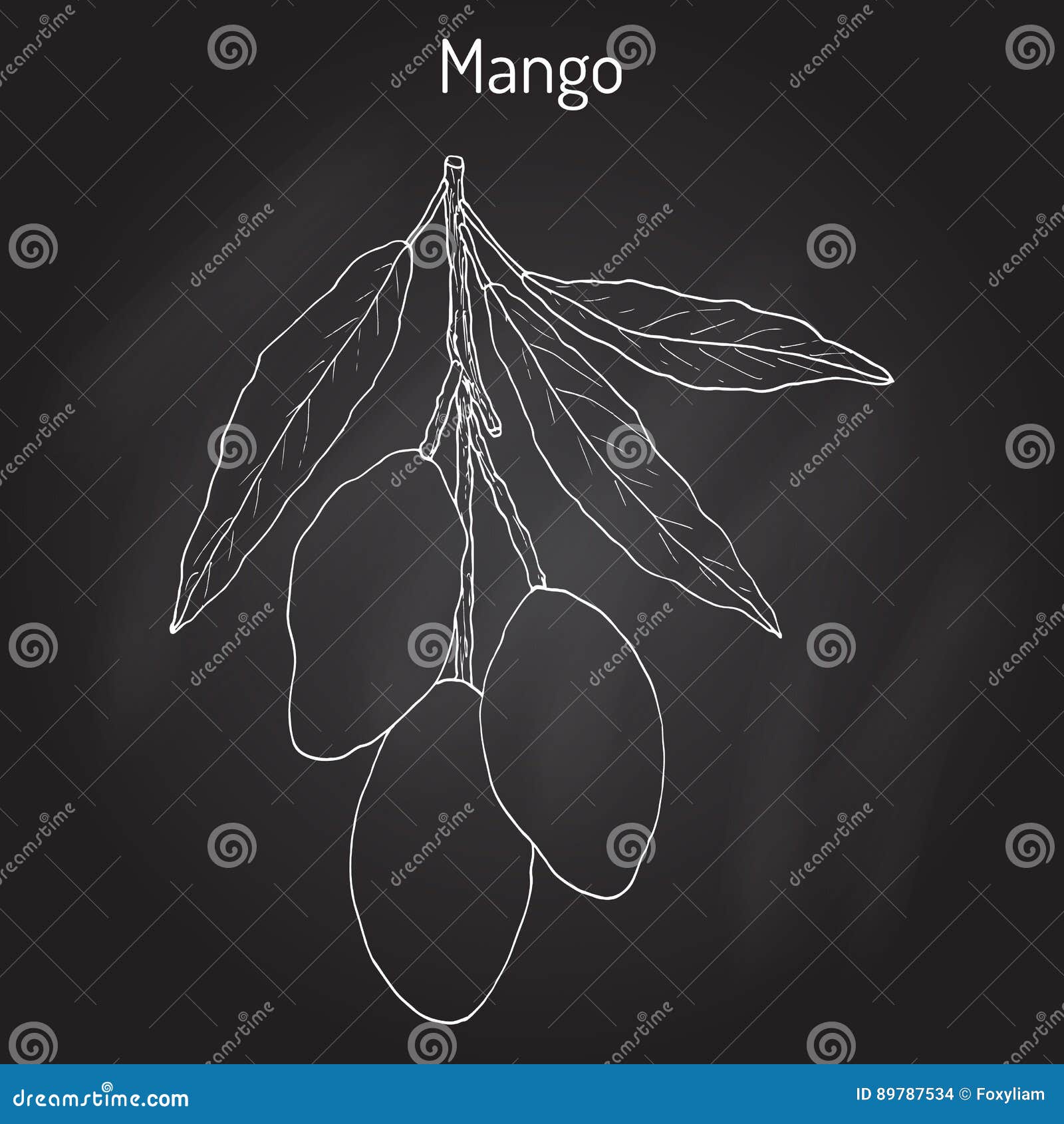 Mango Mangifera Indica , Tropical Plant Vector Illustration ...