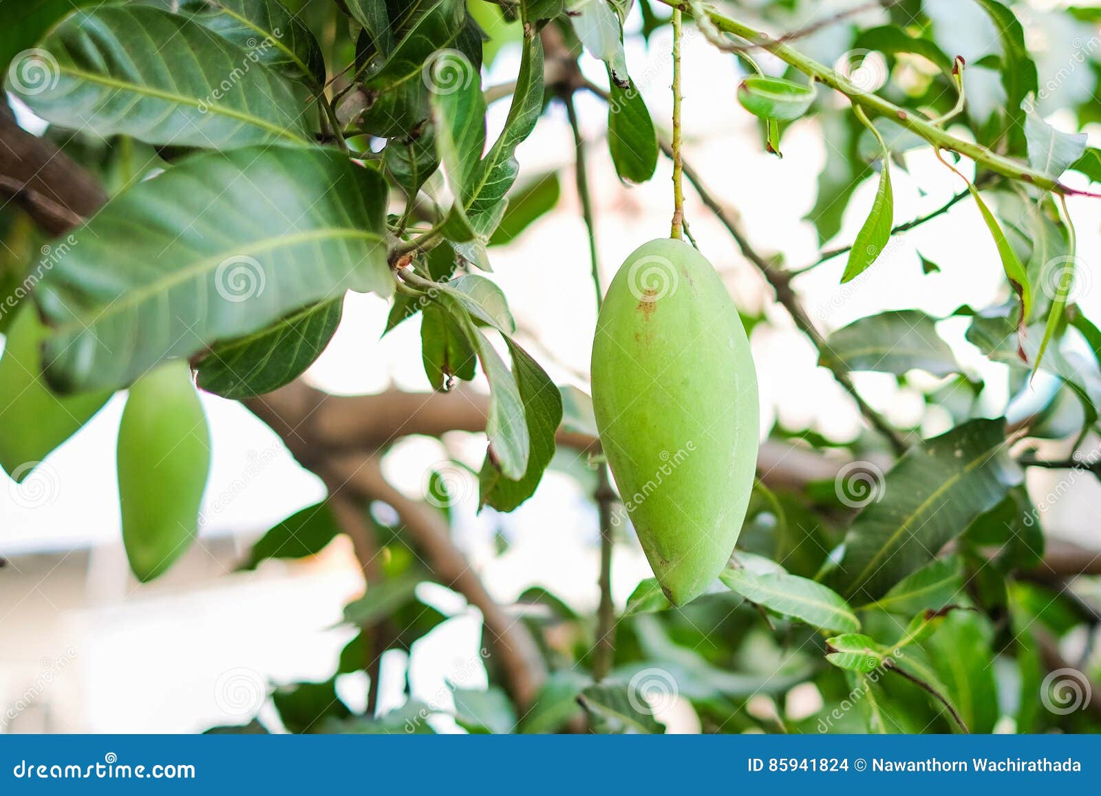 The Mango on the Mango Tree with Branch and Leaf for Background or ...