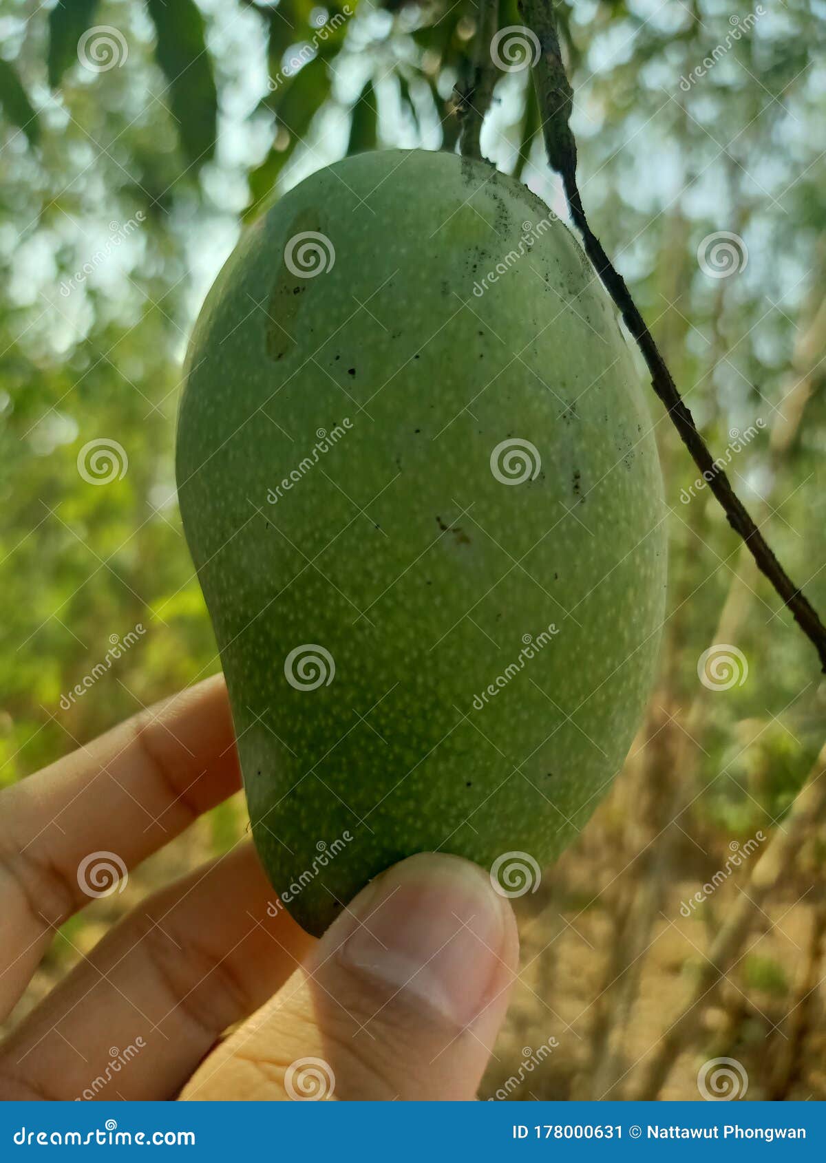 Mango on the mango tree. stock image. Image of forest - 178000631