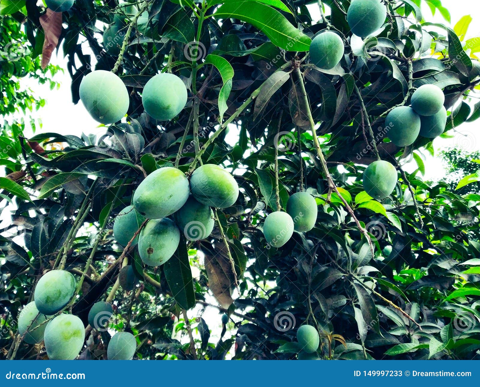 Mango in Mango Tree Surrounded with Mango Leafs. Langra Aam Stock Image ...