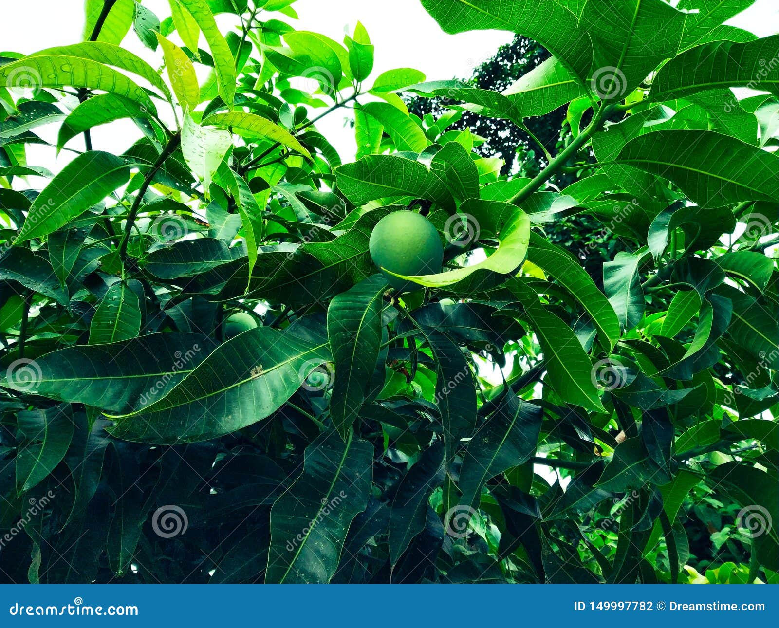 Mango in Mango Tree Surrounded with Mango Leafs. Langra Aam Stock Photo ...