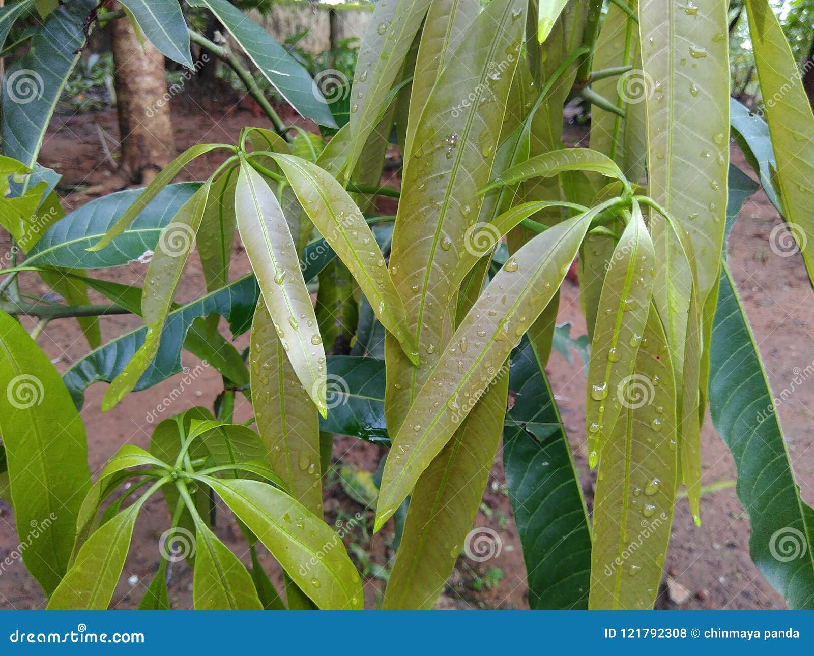 Mangoleave Stock Photos - Free & Royalty-Free Stock Photos from Dreamstime