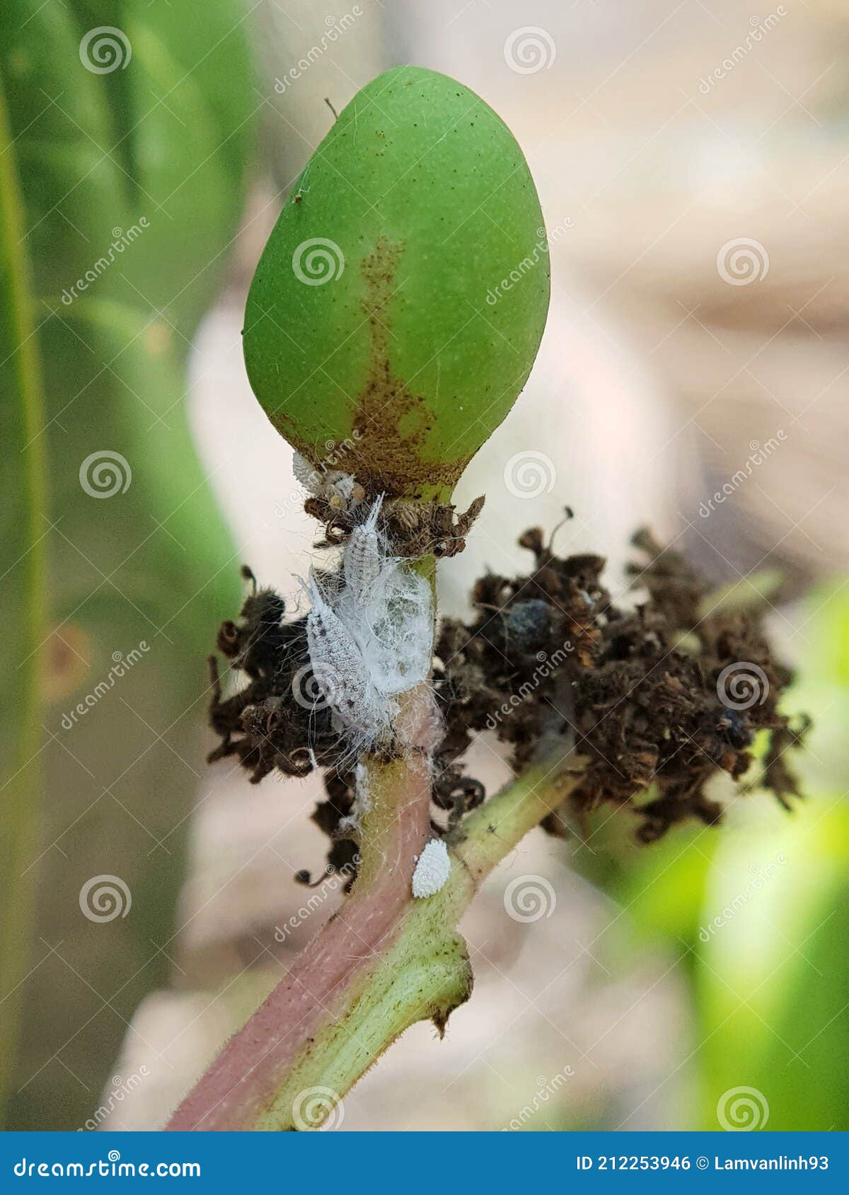 Mango Mealy Bugs On Tree Stock Photo | CartoonDealer.com #181255218