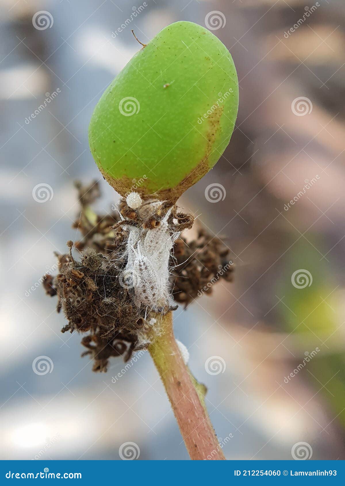 Mango Mealy Bugs On Tree Stock Photo | CartoonDealer.com #181255218