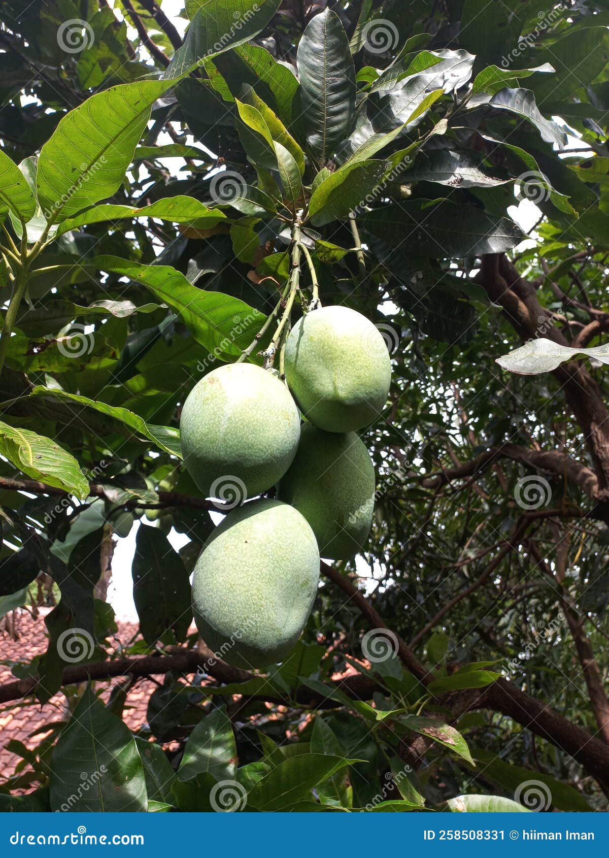 Mango or Mempelam is the Name of a Type of Fruit, As Well As the Name ...