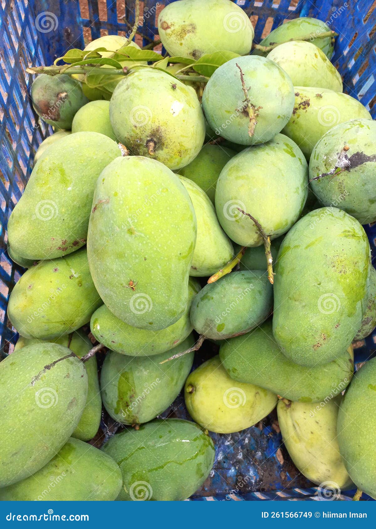 Mango or Mempelam is the Name of a Type of Fruit, As Well As the Name ...