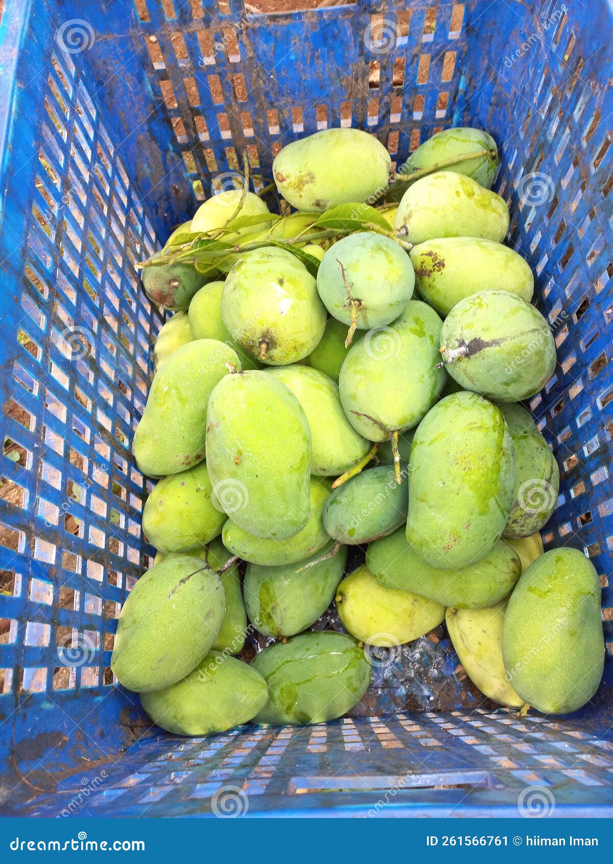 Mango or Mempelam is the Name of a Type of Fruit, As Well As the Name ...