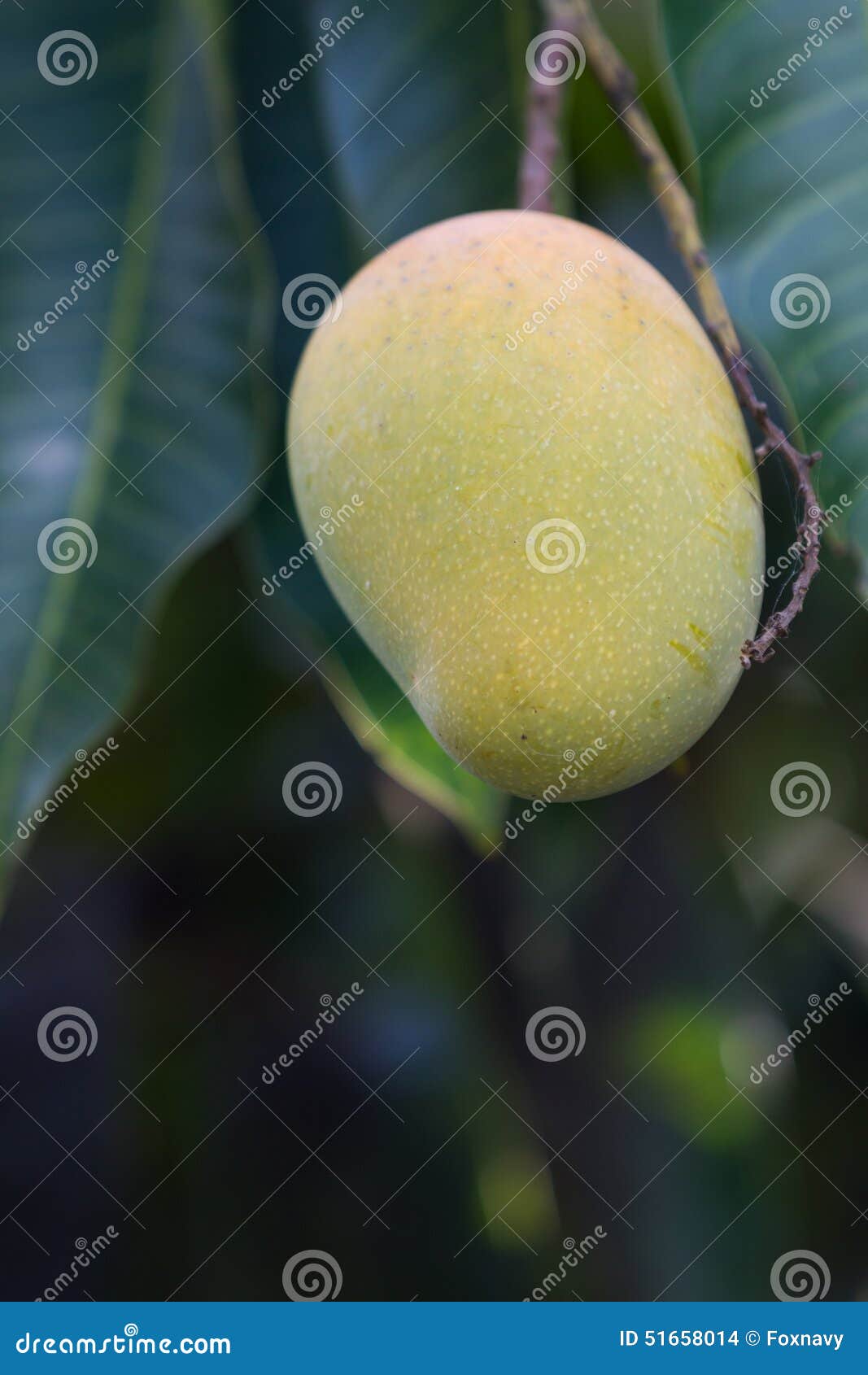 Mango stock photo. Image of branches, produce, organic - 51658014