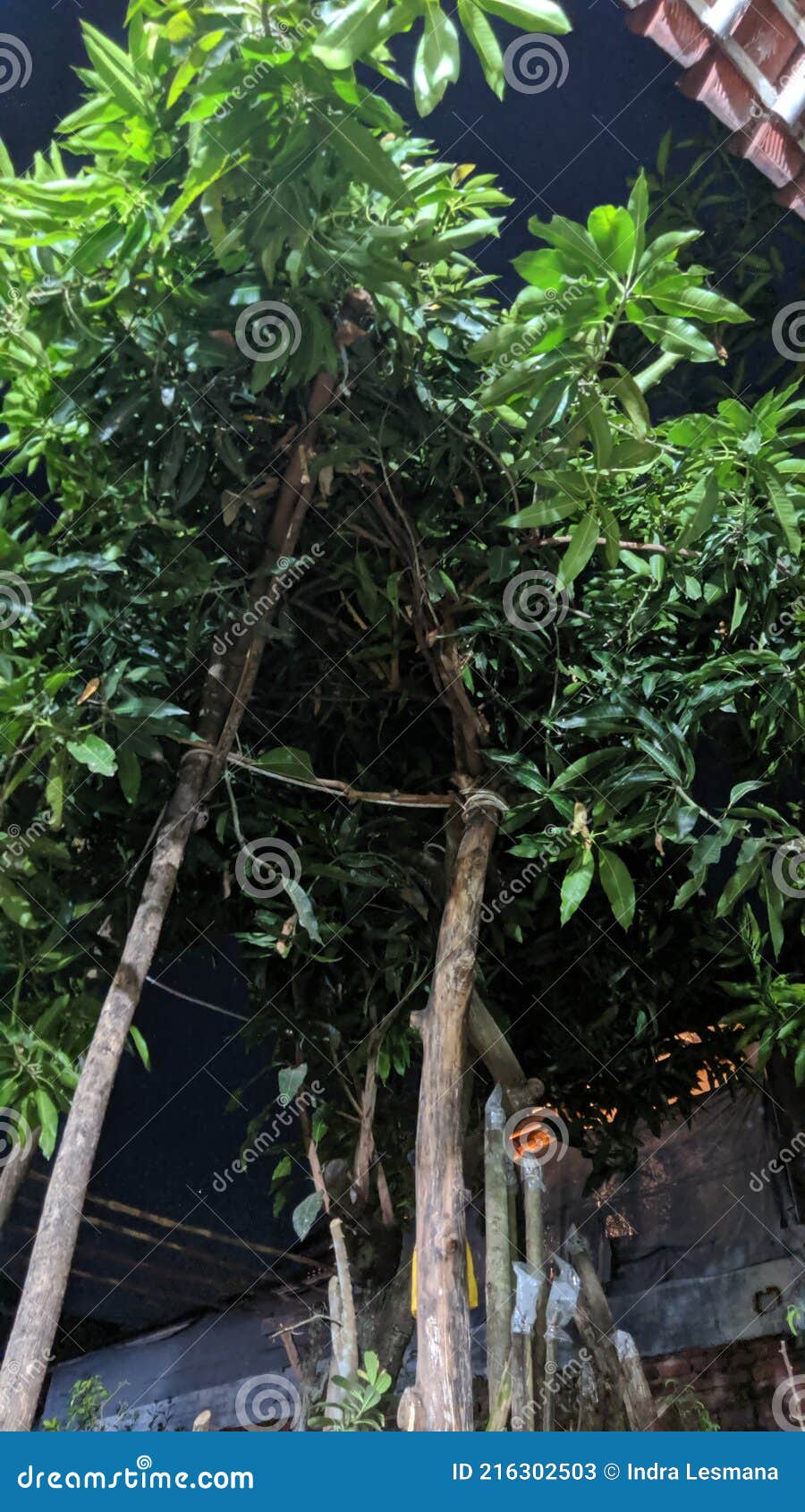 Mango at night stock image. Image of plantation, green - 216302503