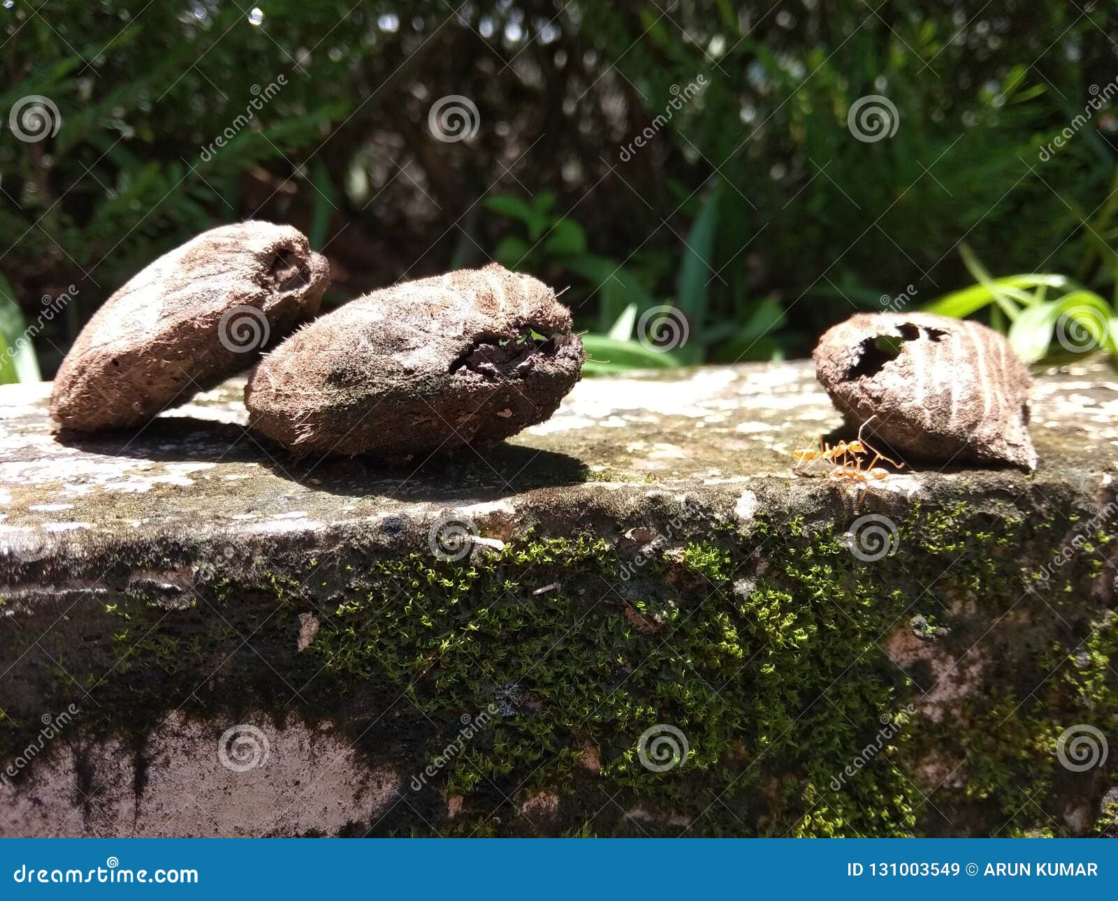 Mango nuts3 stock image. Image of nuts3, mango - 131003549