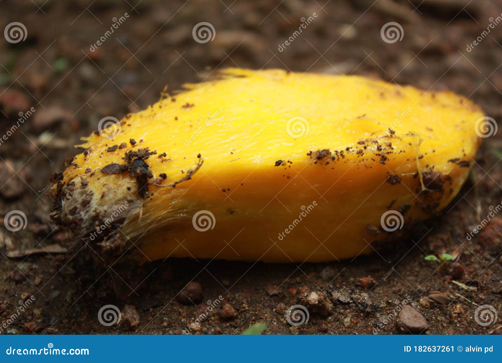 Mango Nuts in Plant stock image. Image of leaf, wildlife - 182637261