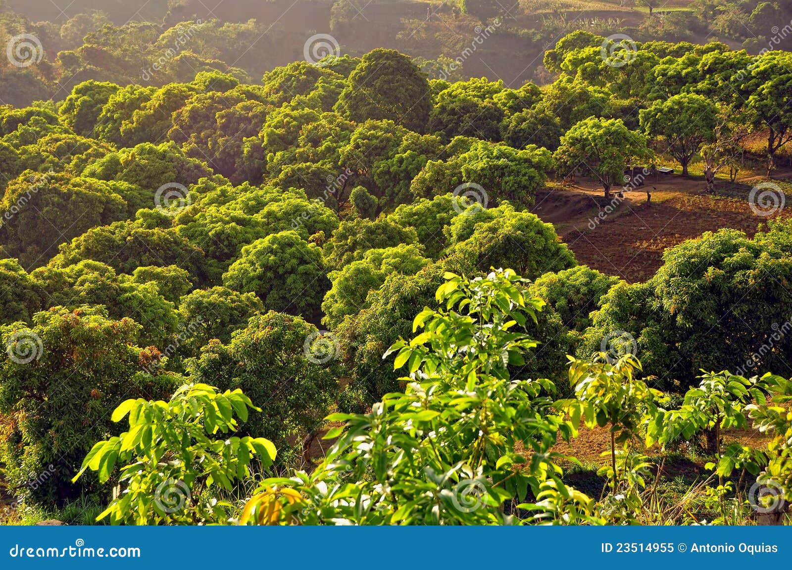 Mango Orchards In Florida
