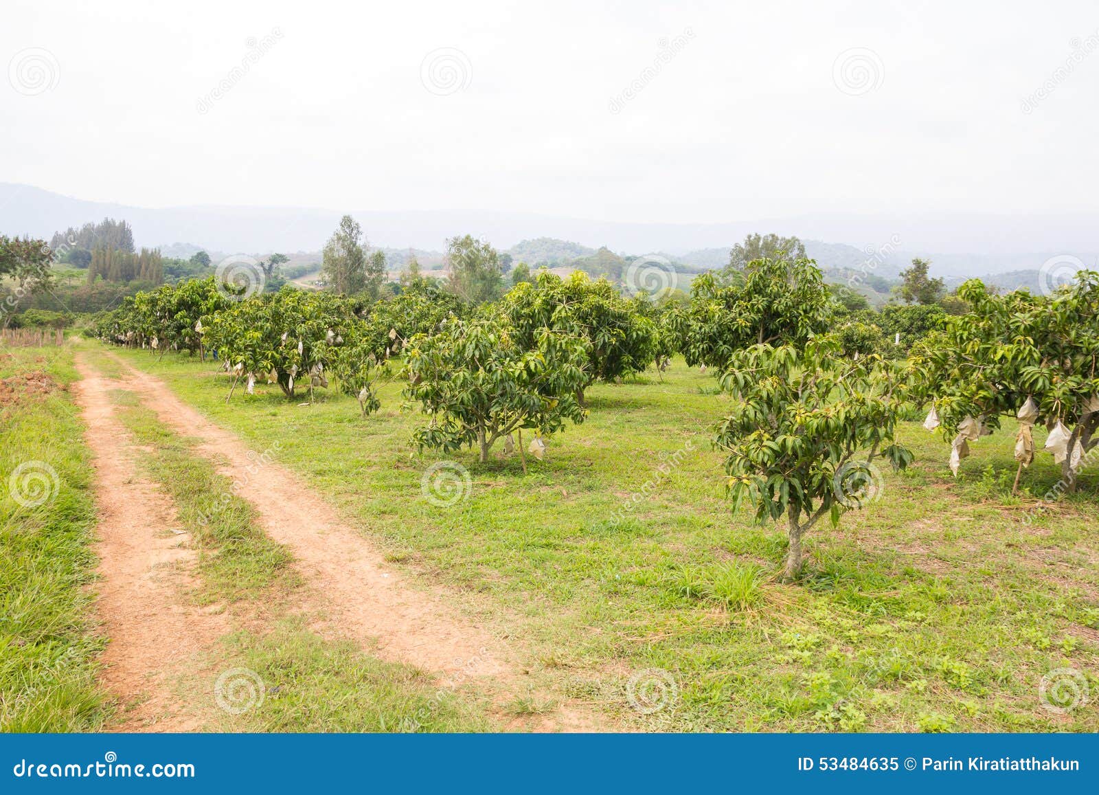 Mango orchards stock image. Image of produce, organic - 53484635