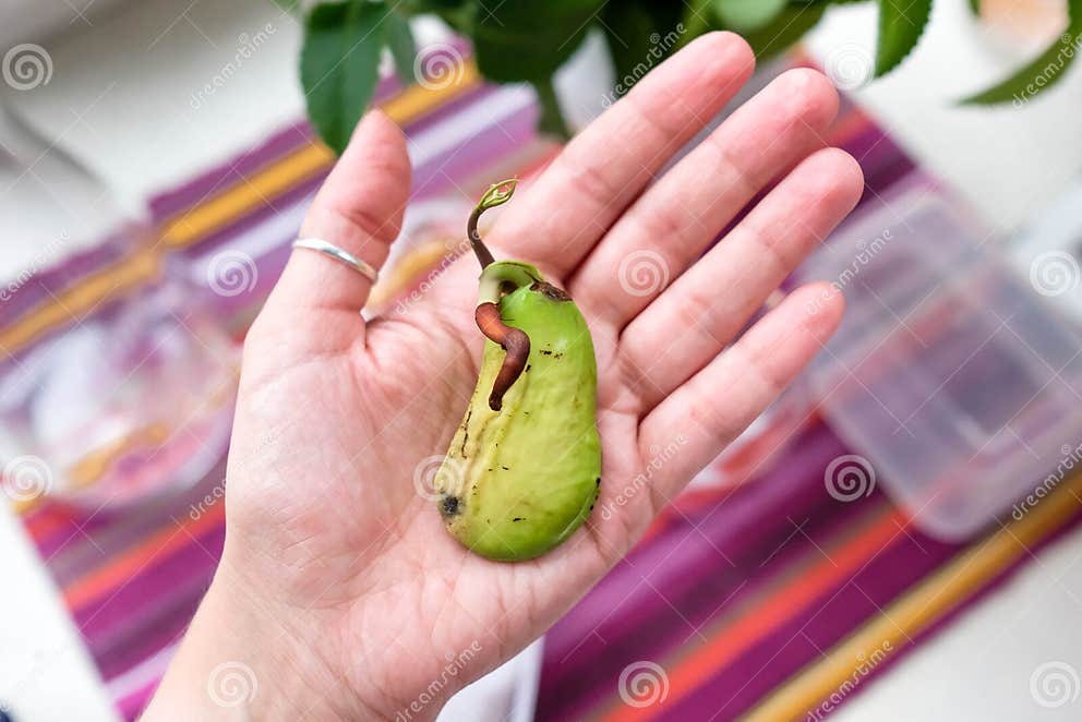 Mango in the Palm. Sprouted Seed. Strange Fruit Stock Photo - Image of ...