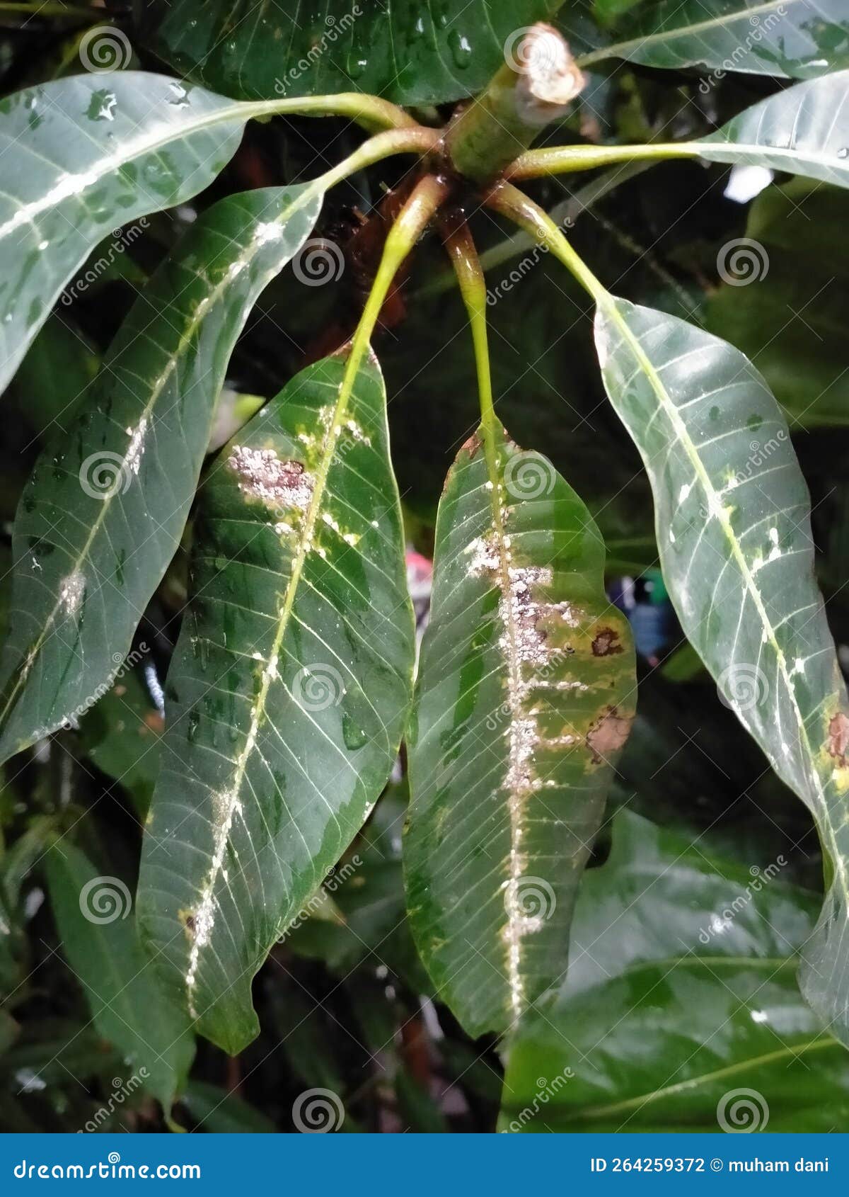 Mango pests aphids stock photo. Image of mango, leaves - 264259372