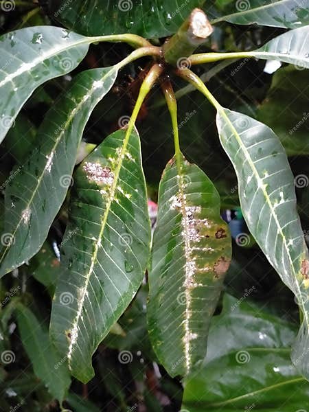 Mango pests aphids stock photo. Image of mango, leaves - 264259372
