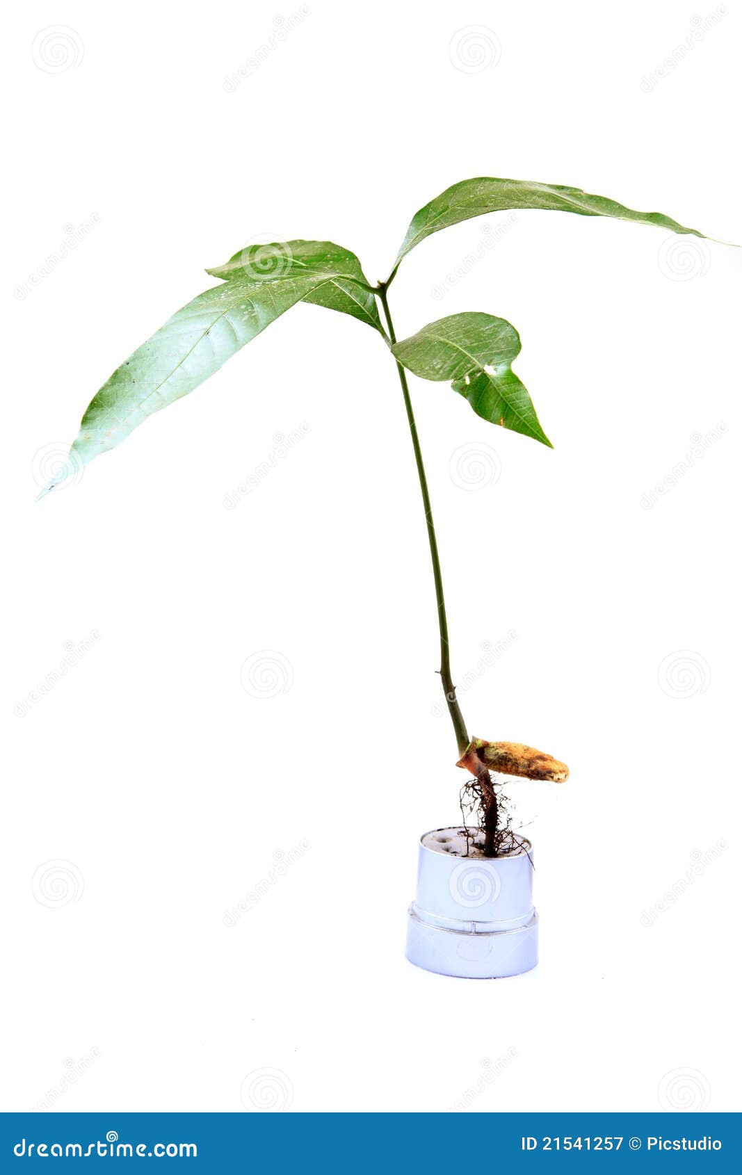 Mango plant stock image. Image of agriculture, white - 21541257