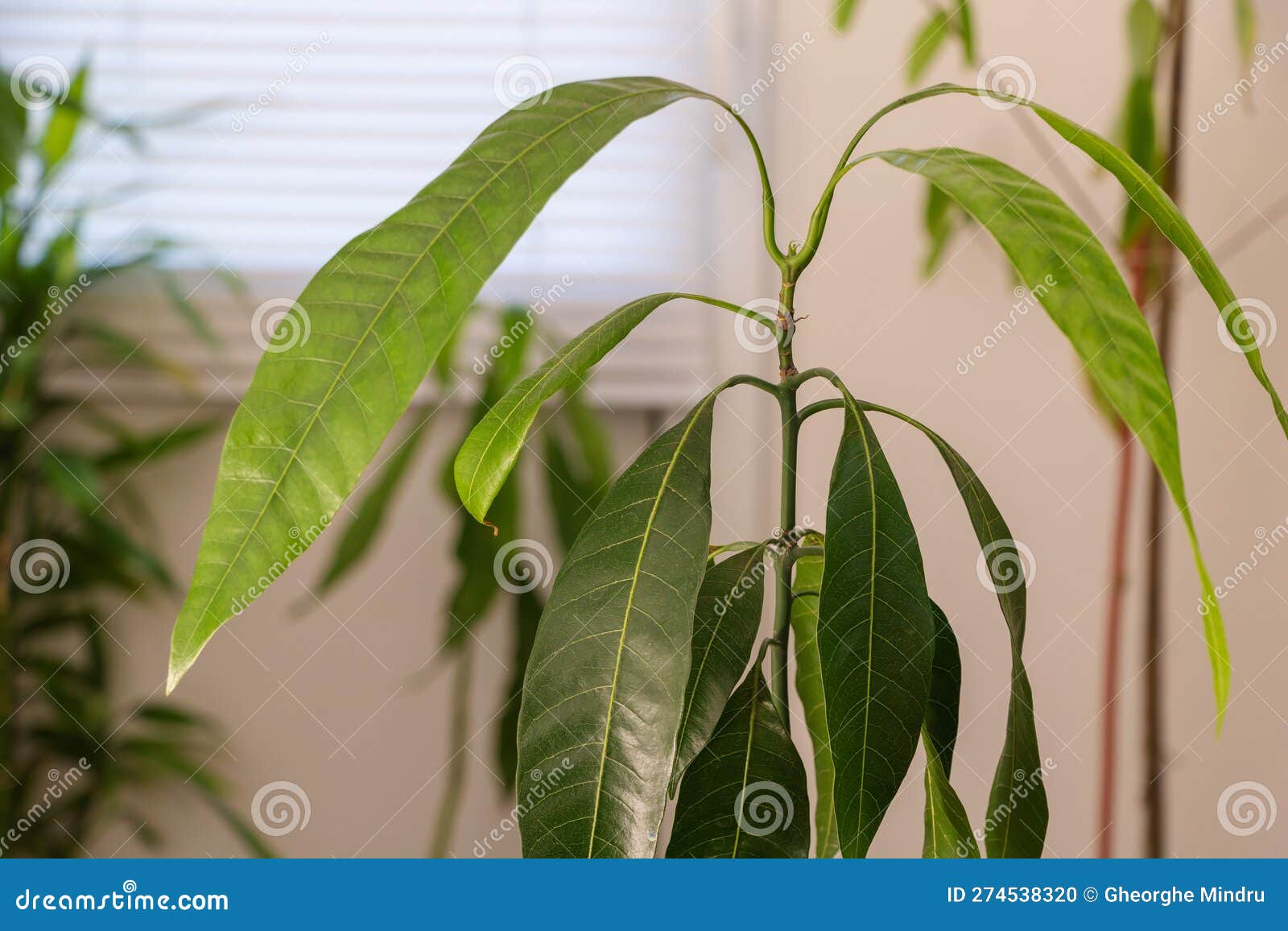 Mango Plant in the Interior of the Room. Green Leaves Stock Photo ...