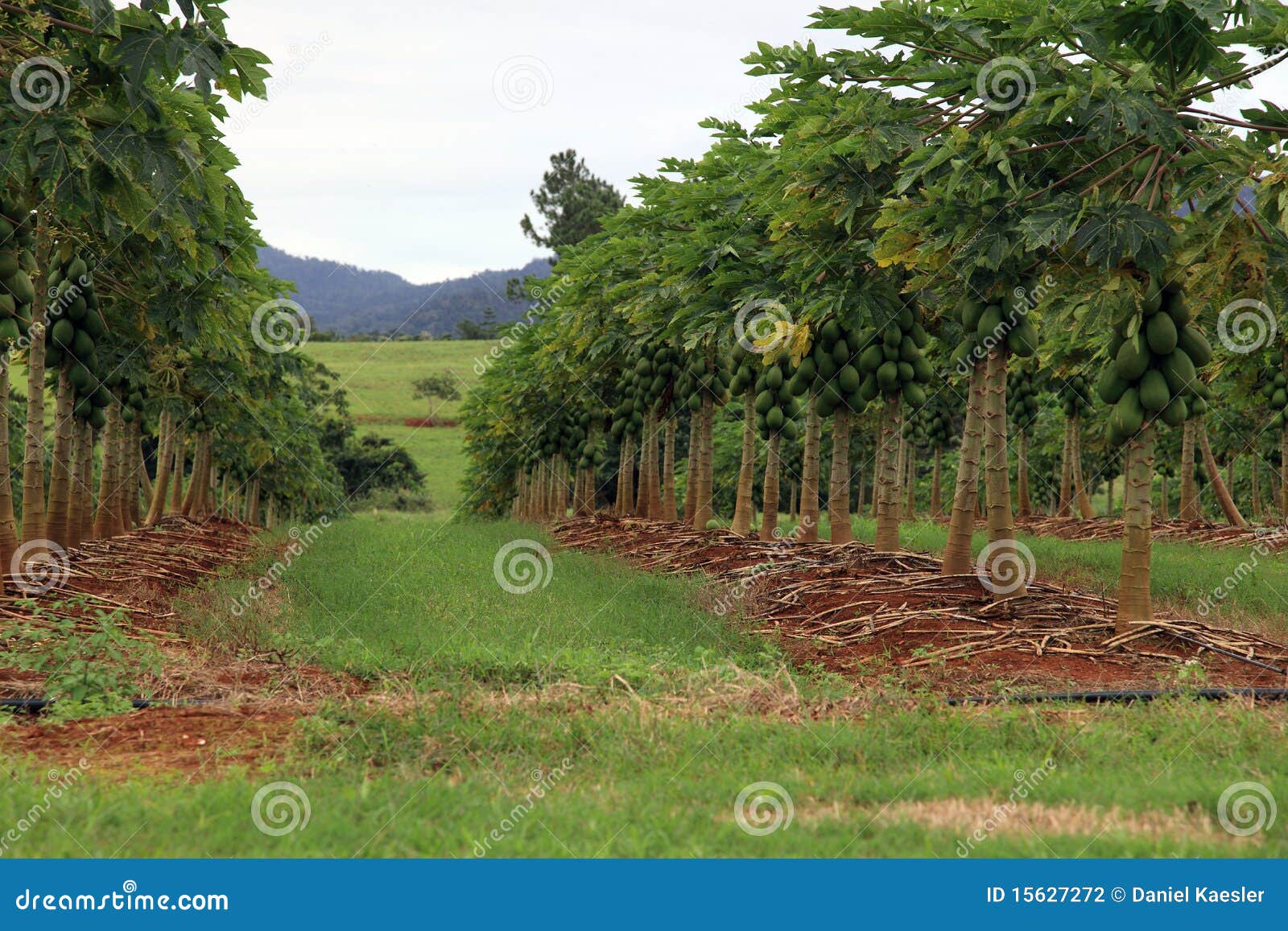Mango plantation stock photo. Image of fruits, tropic - 15627272