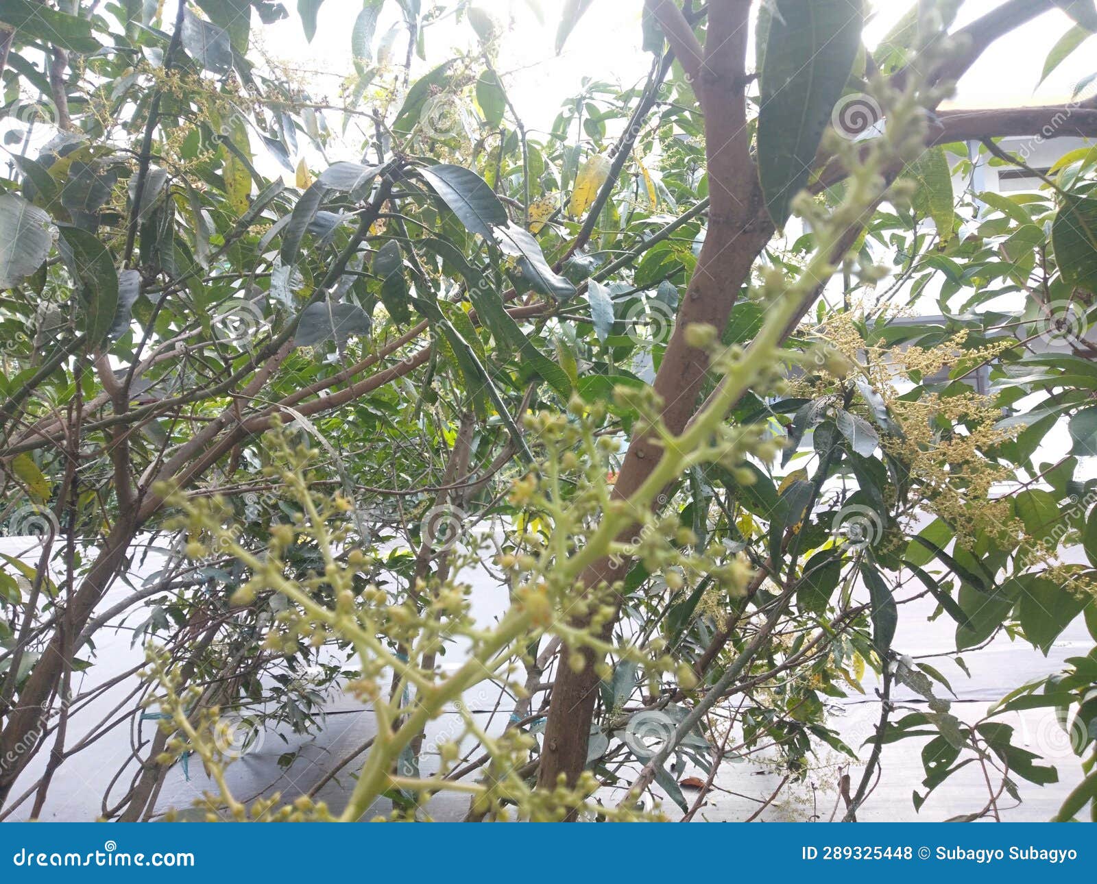 Mango Plants are Entering the Generative Phase and are Already ...