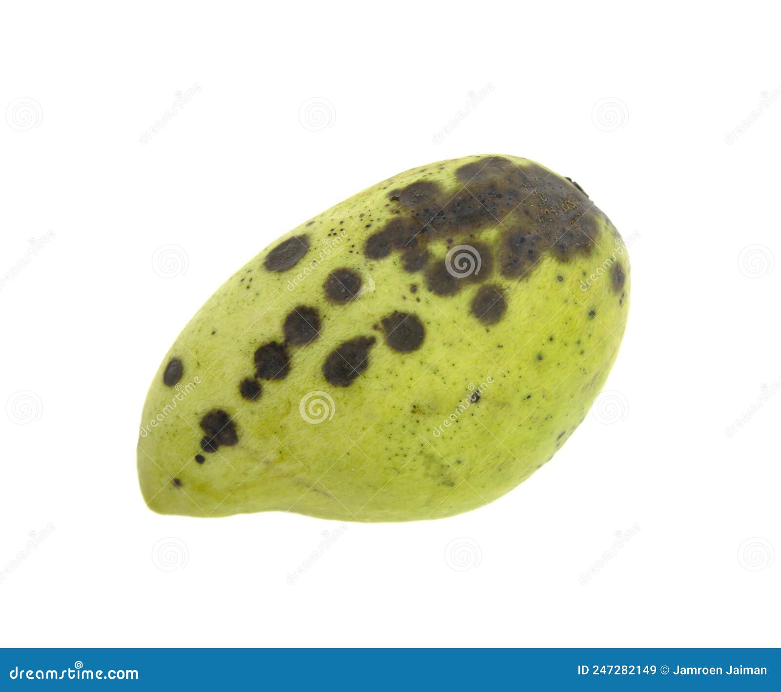 Mango Podrido Aislado En Un Fondo Blanco Imagen de archivo - Imagen de ...