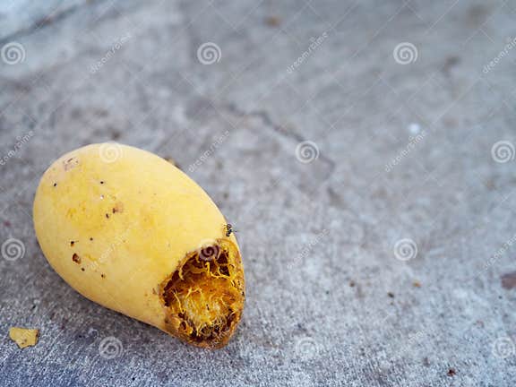 Mango Podrido En El Suelo De Cemento Foto de archivo - Imagen de ... Mango Podrido En El Suelo De Cemento Foto de archivo - Imagen de ...