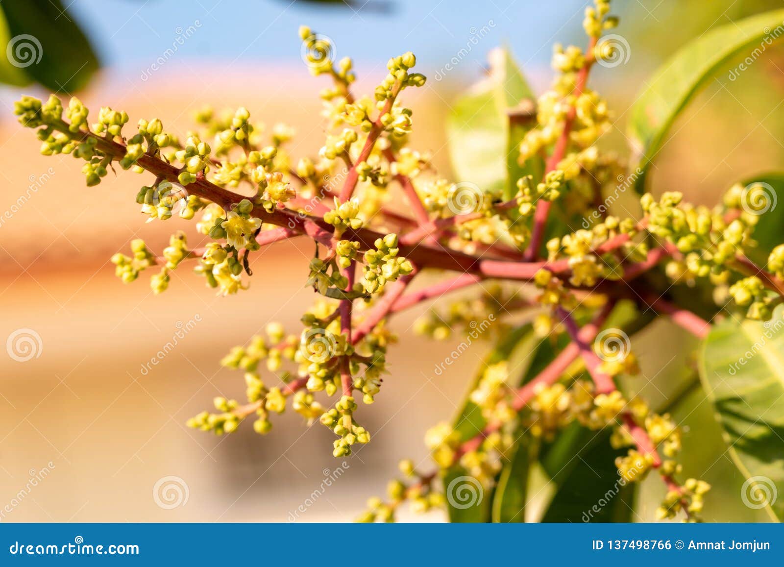 Mango Pollen , Mango Pollen Stock Photo - Image of organic, beauty ...