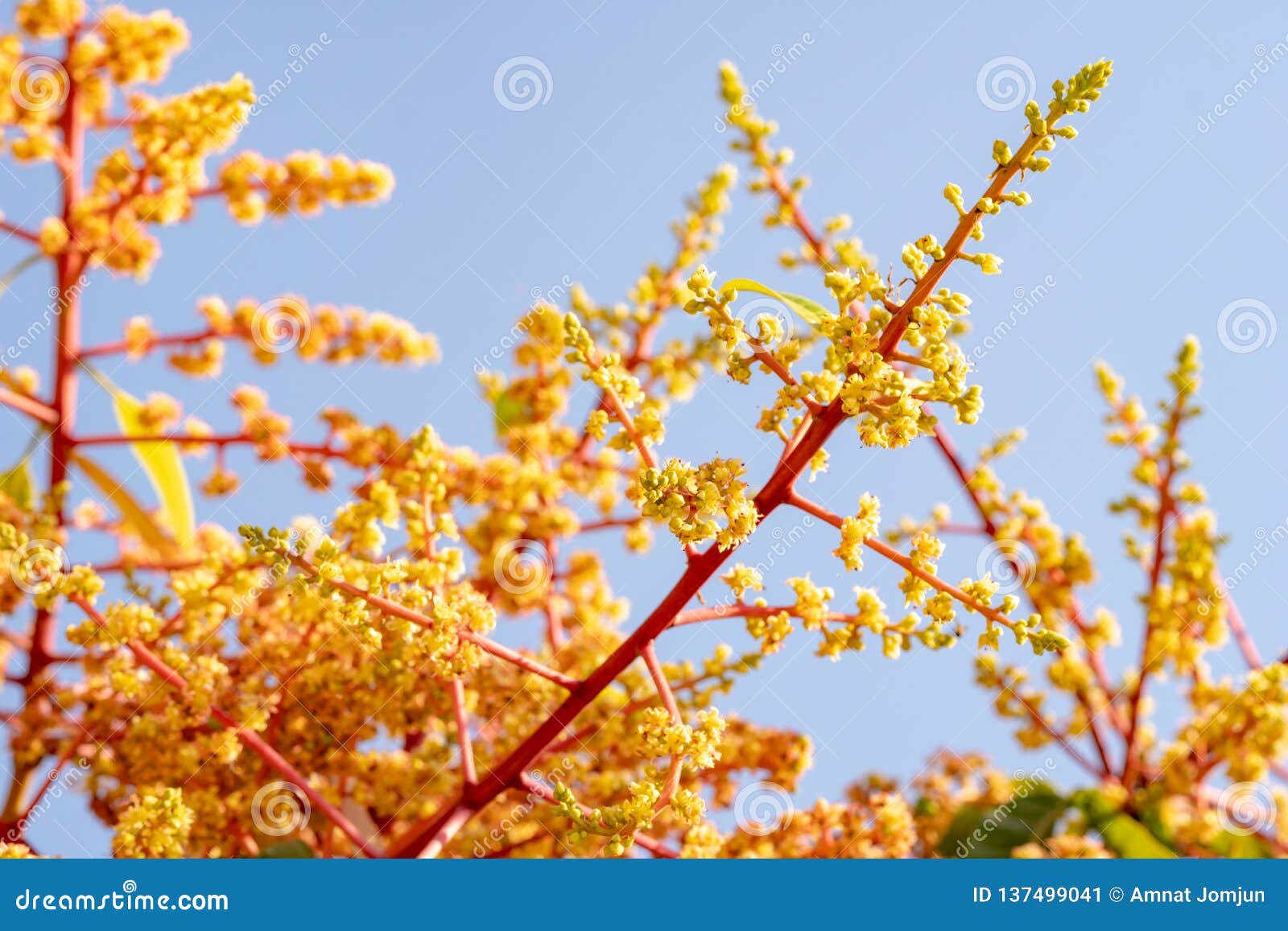 Mango Pollen , Mango Pollen Stock Image - Image of bright, fresh: 137499041