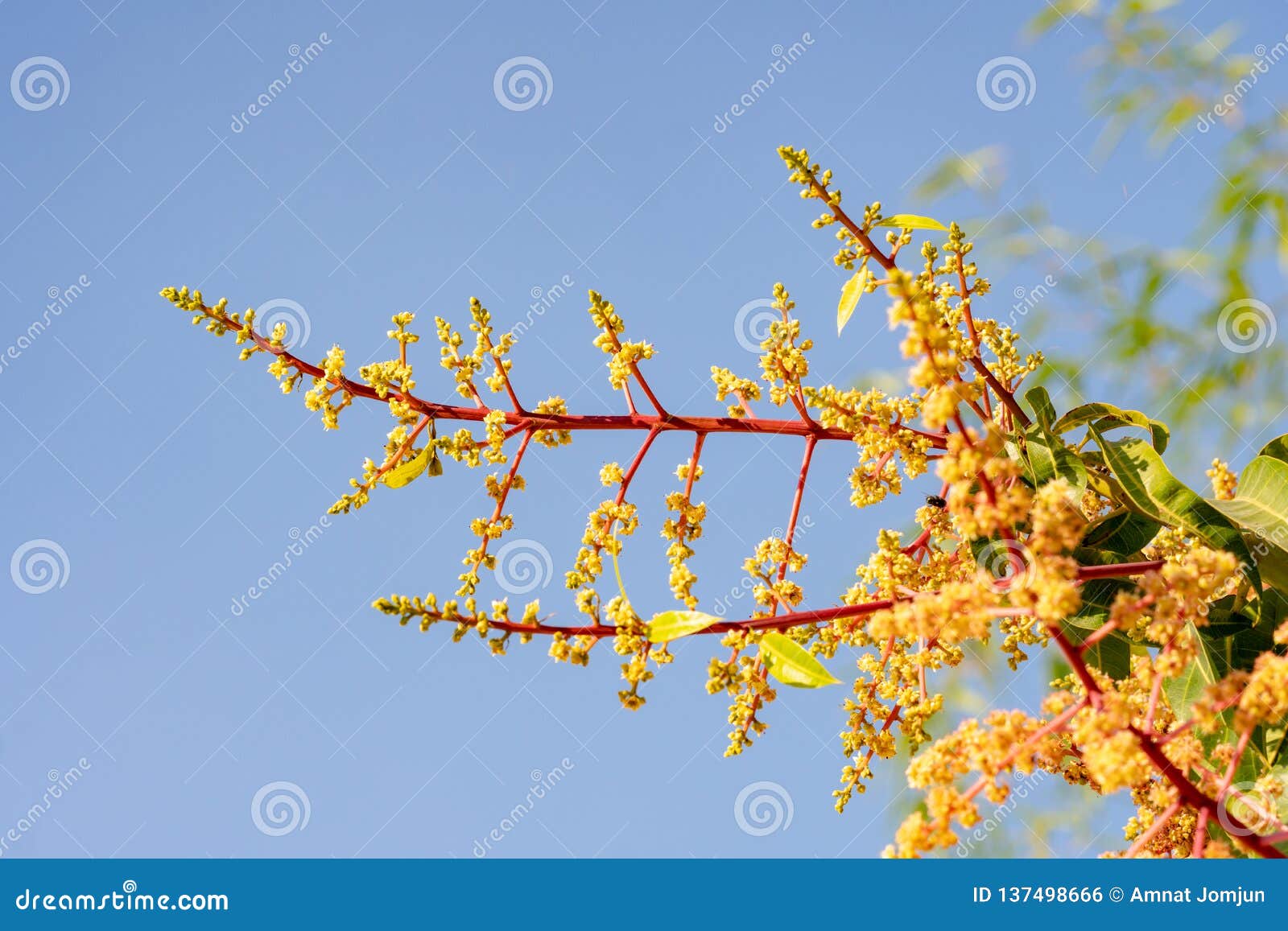 Mango Pollen , Mango Pollen Stock Photo - Image of healthy, beautiful ...